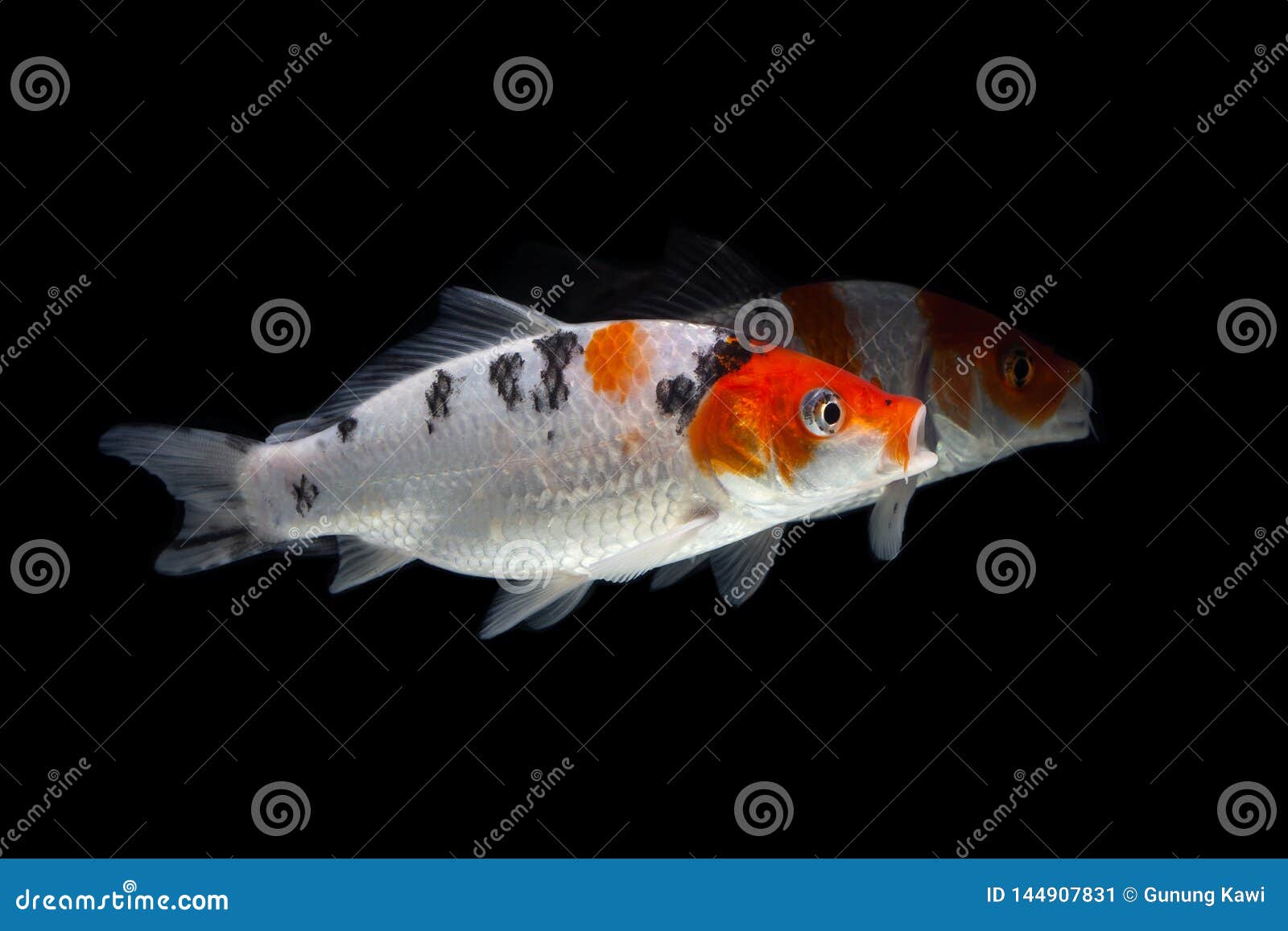 Koi Fish Kohaku Black Background Stock Image - Image of isolated ...