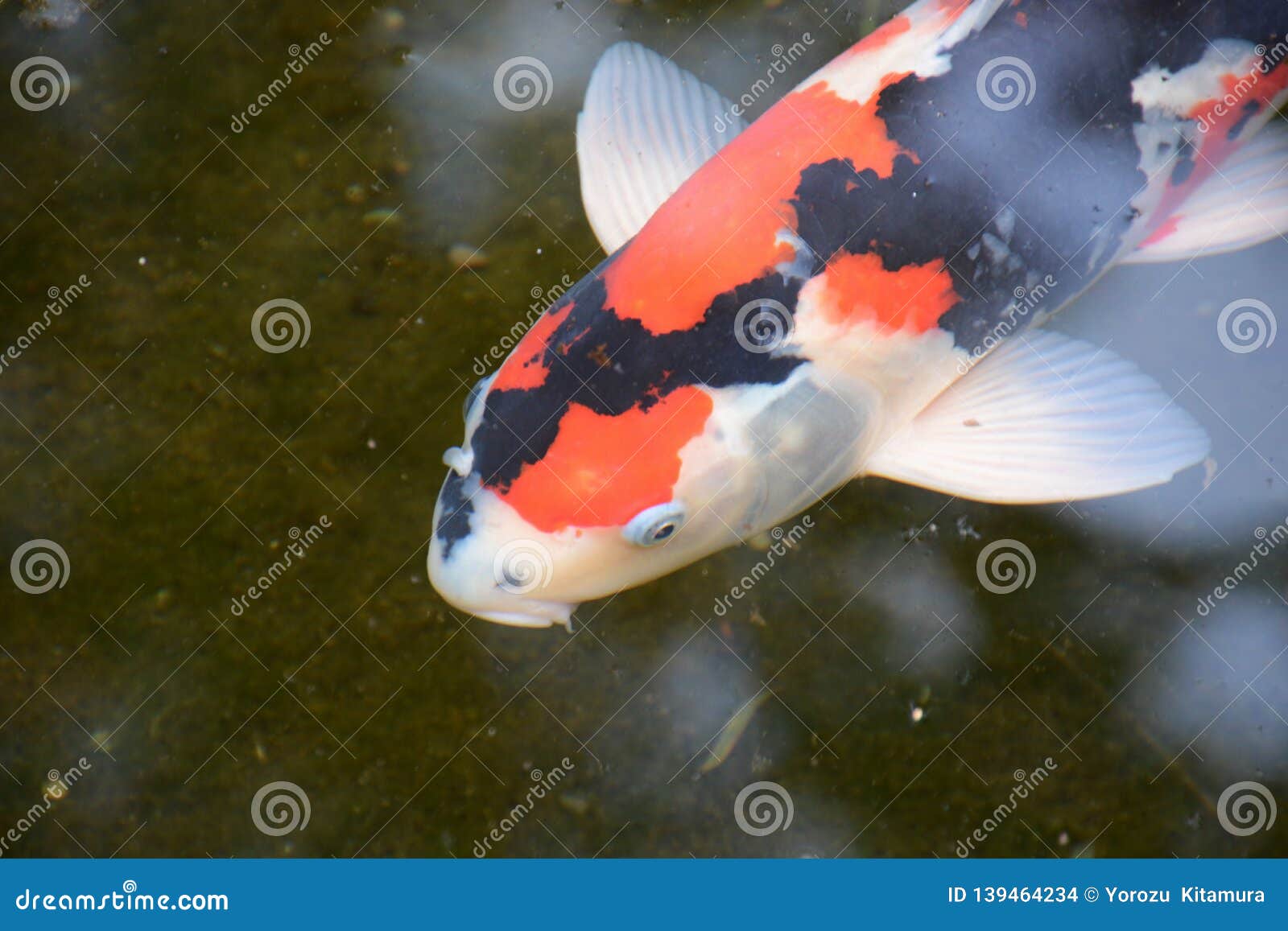Koi fish stock photo. Image of asian, orange, swim, active - 139464234