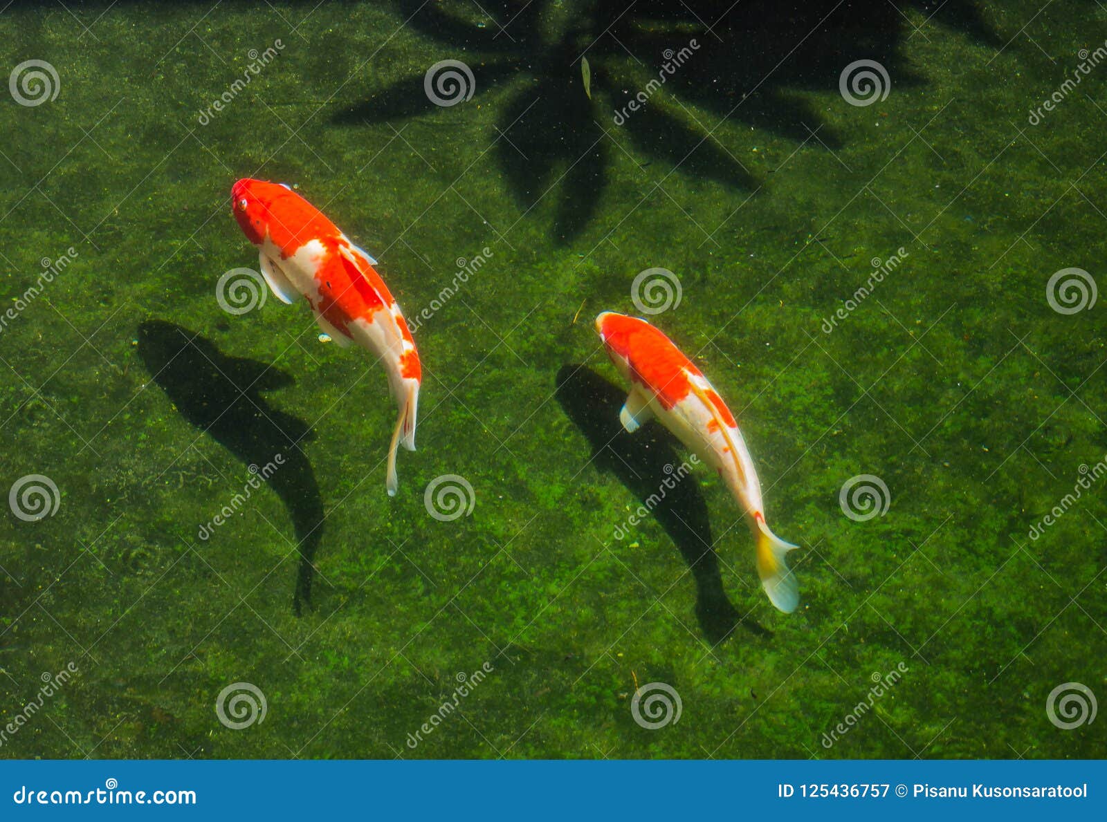 Koi fish stock image. Image of nature, swim, garden - 125436757