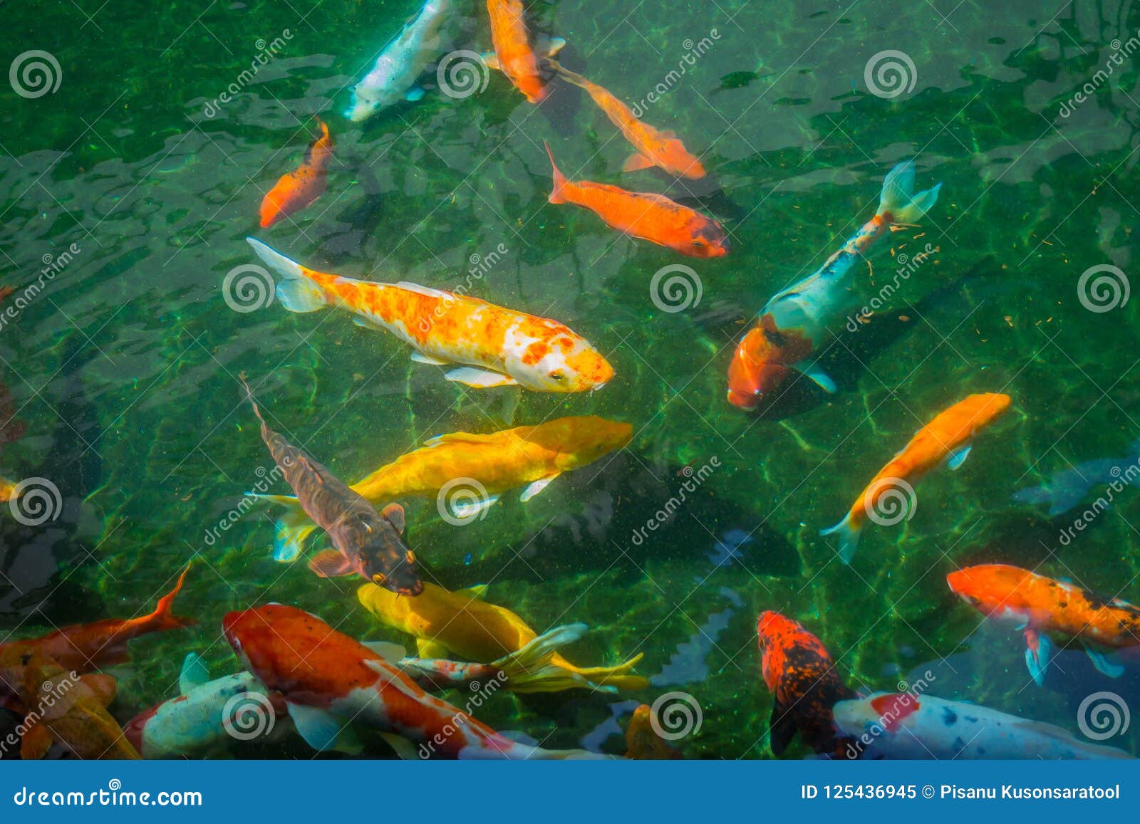 Koi fish stock image. Image of closeup, colorful, water - 125436945
