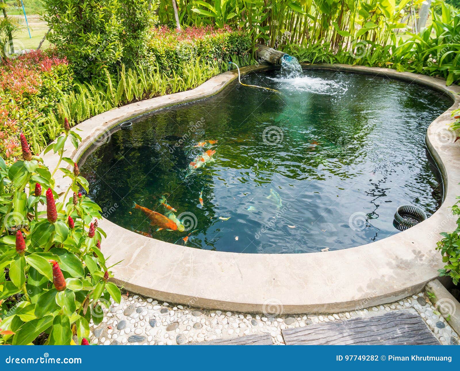 Koi Fish In Koi Pond In The Garden Stock Photo - Image of pond, garden ...