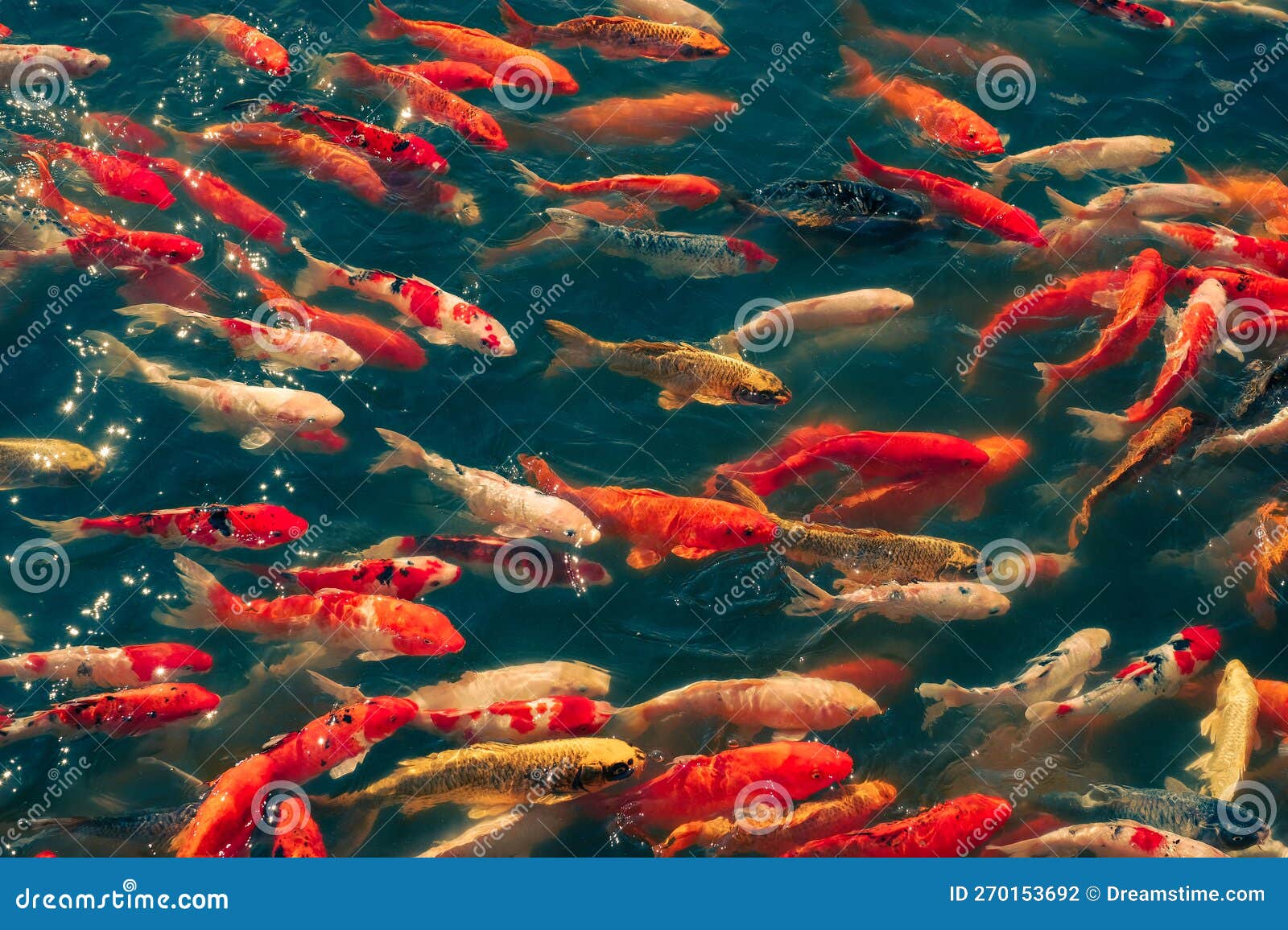 KOI Fish in the lake stock photo. Image of natural, fish - 270153692
