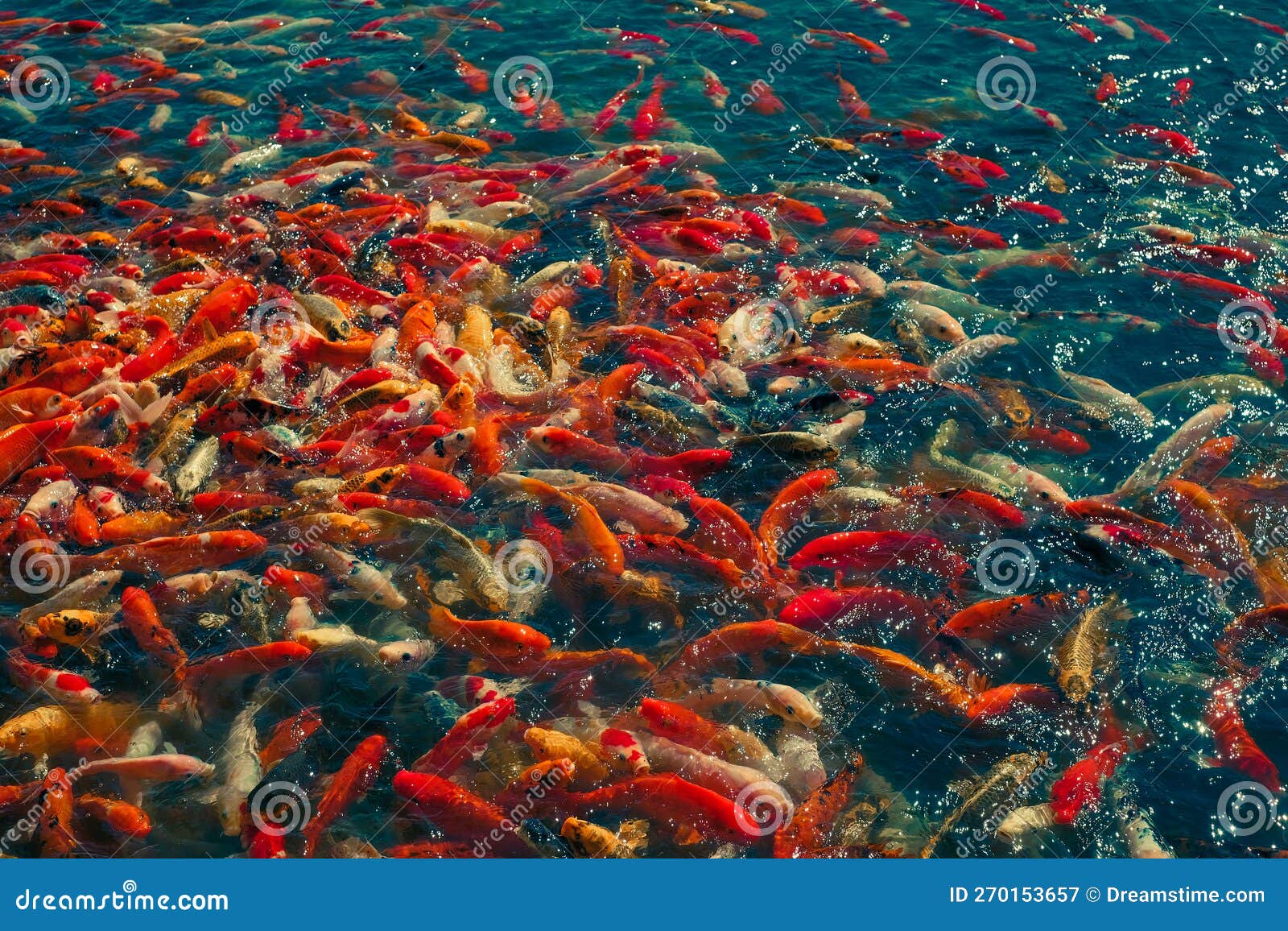KOI Fish in the lake stock image. Image of animal, organism - 270153657