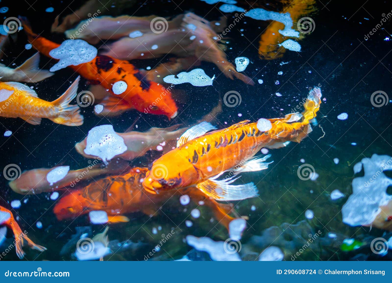 Koi Fish a Large School of Koi Fish Cluster Together Stock Photo ...