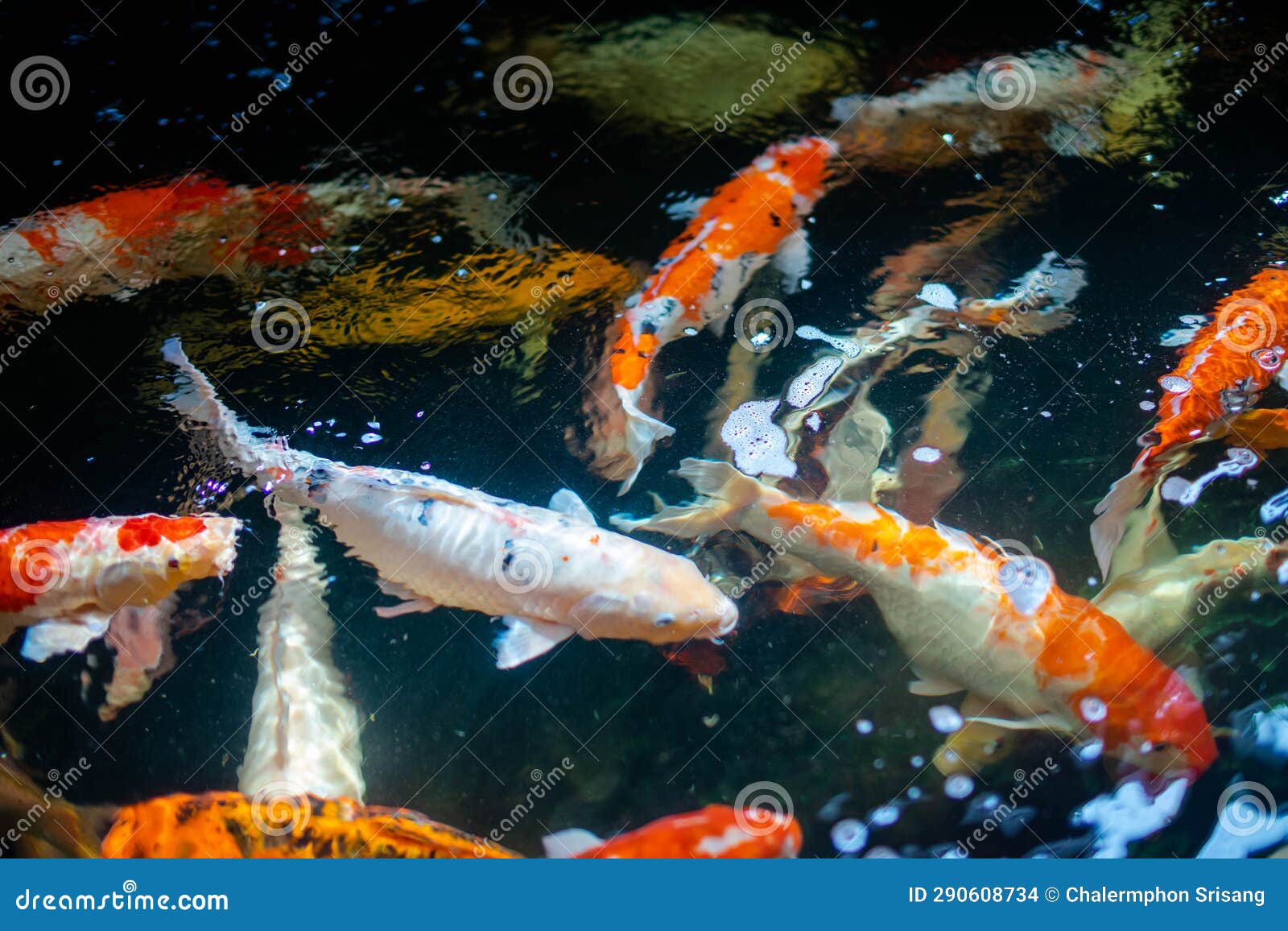 Koi Fish a Large School of Koi Fish Cluster Together Stock Photo ...