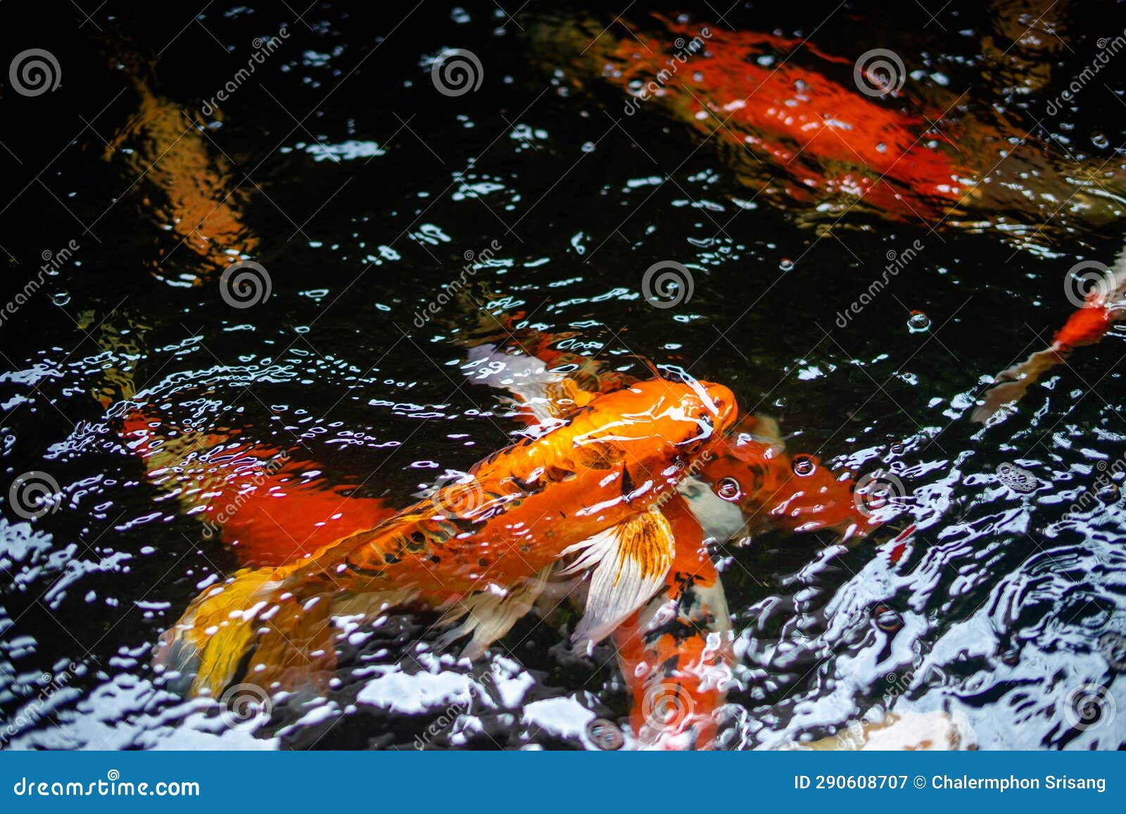 Koi Fish a Large School of Koi Fish Cluster Together Stock Image ...