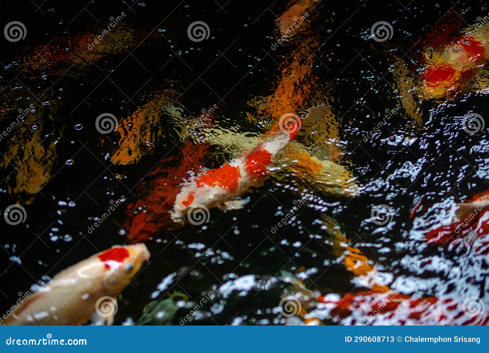 Koi Fish a Large School of Koi Fish Cluster Together Stock Image ...