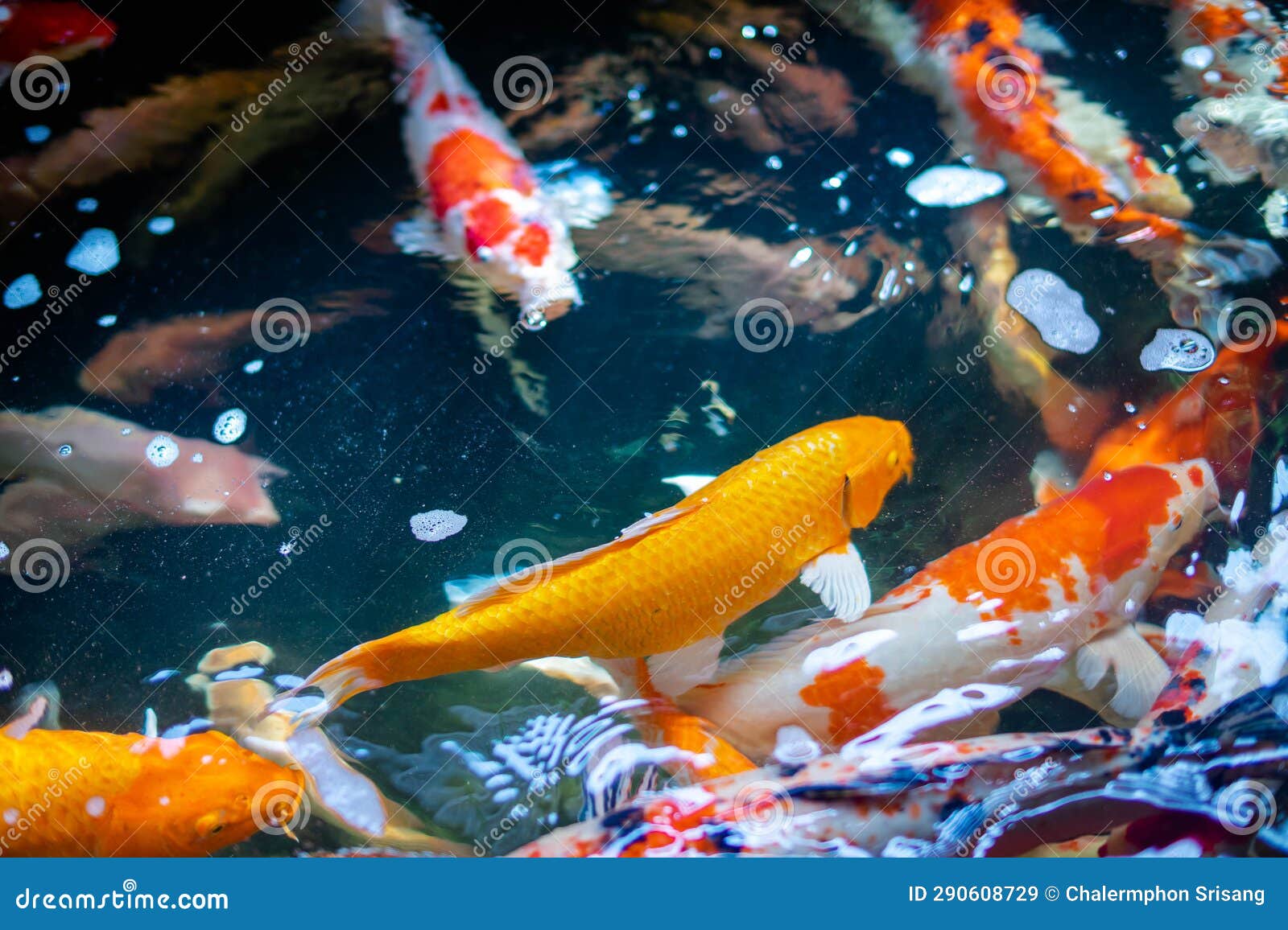 Koi Fish a Large School of Koi Fish Cluster Together Stock Image ...