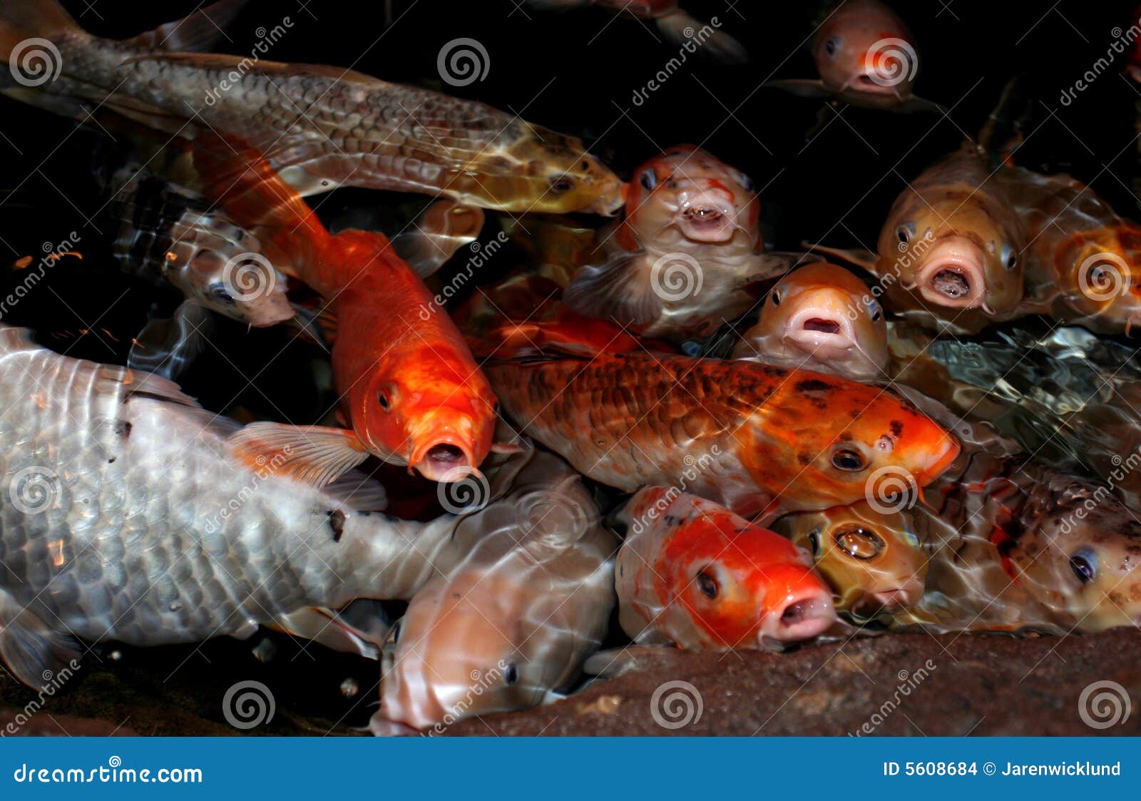 Koi fish lips stock photo. Image of group, swimming, lips - 5608684