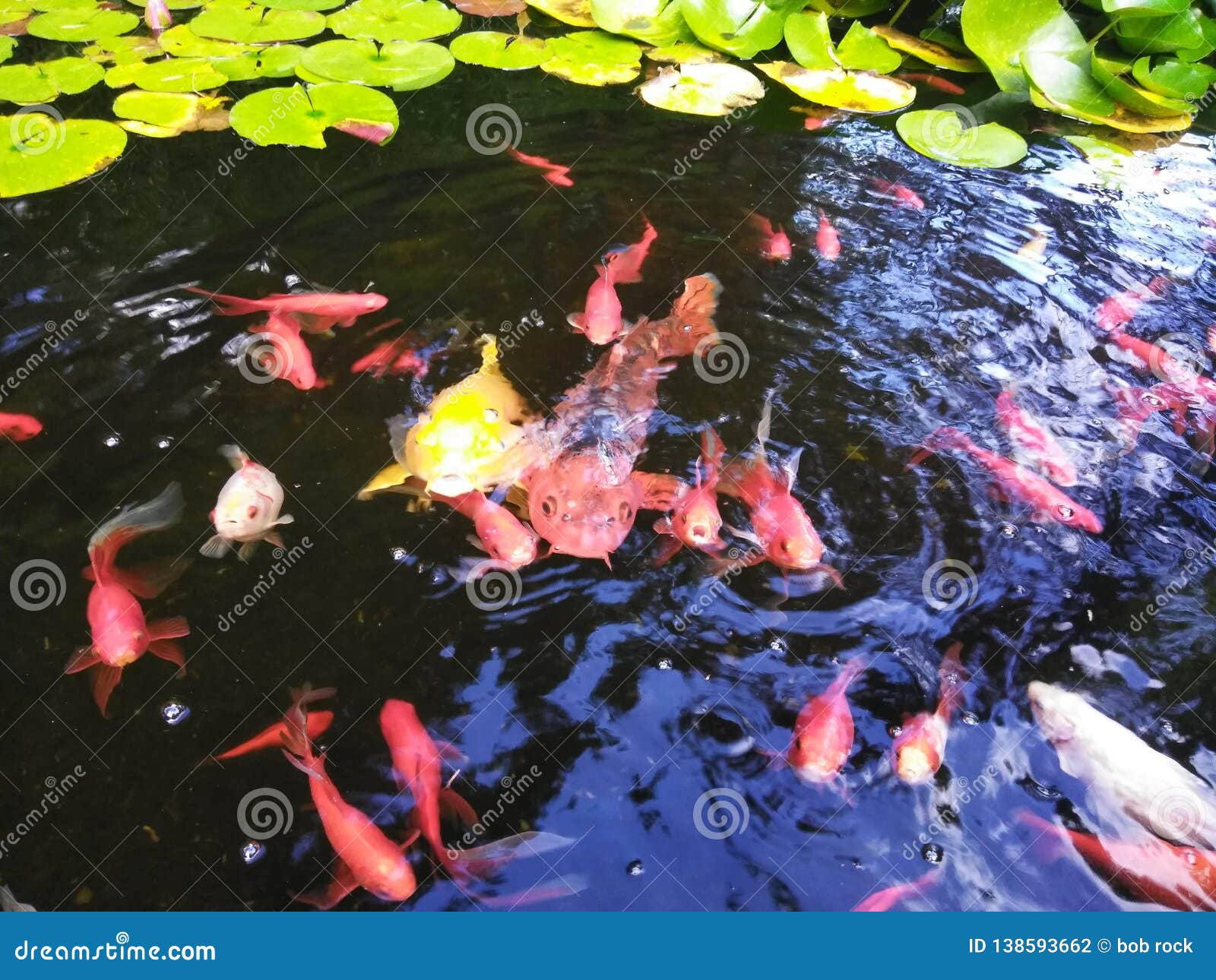 Koi fish stock photo. Image of shot, summer, fish - 138593662