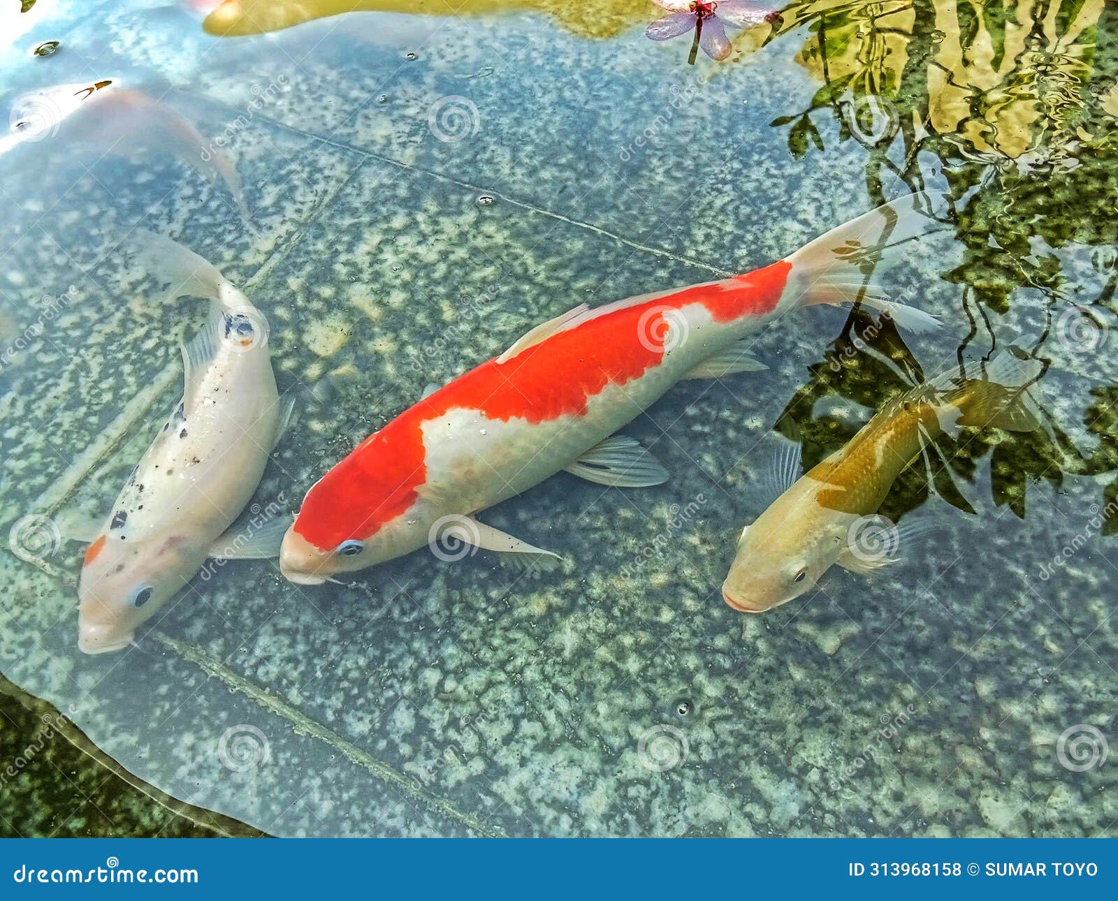 Koi Fish the Most Beautiful Ornamental Fish Stock Photo - Image of ...