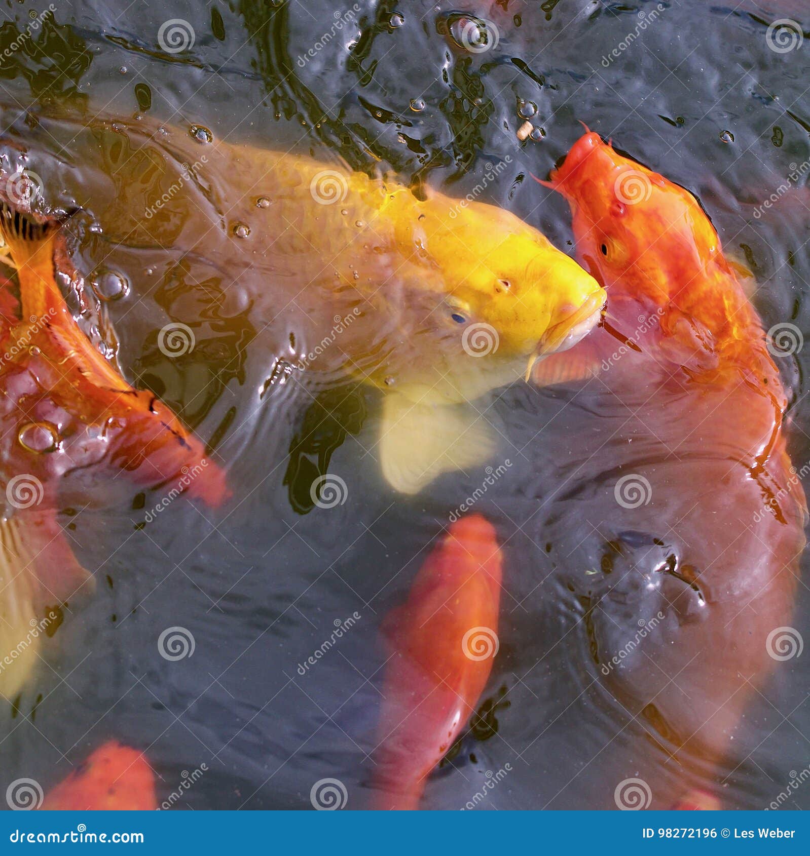 Koi fish stock photo. Image of aquarium, colors, fishes - 98272196