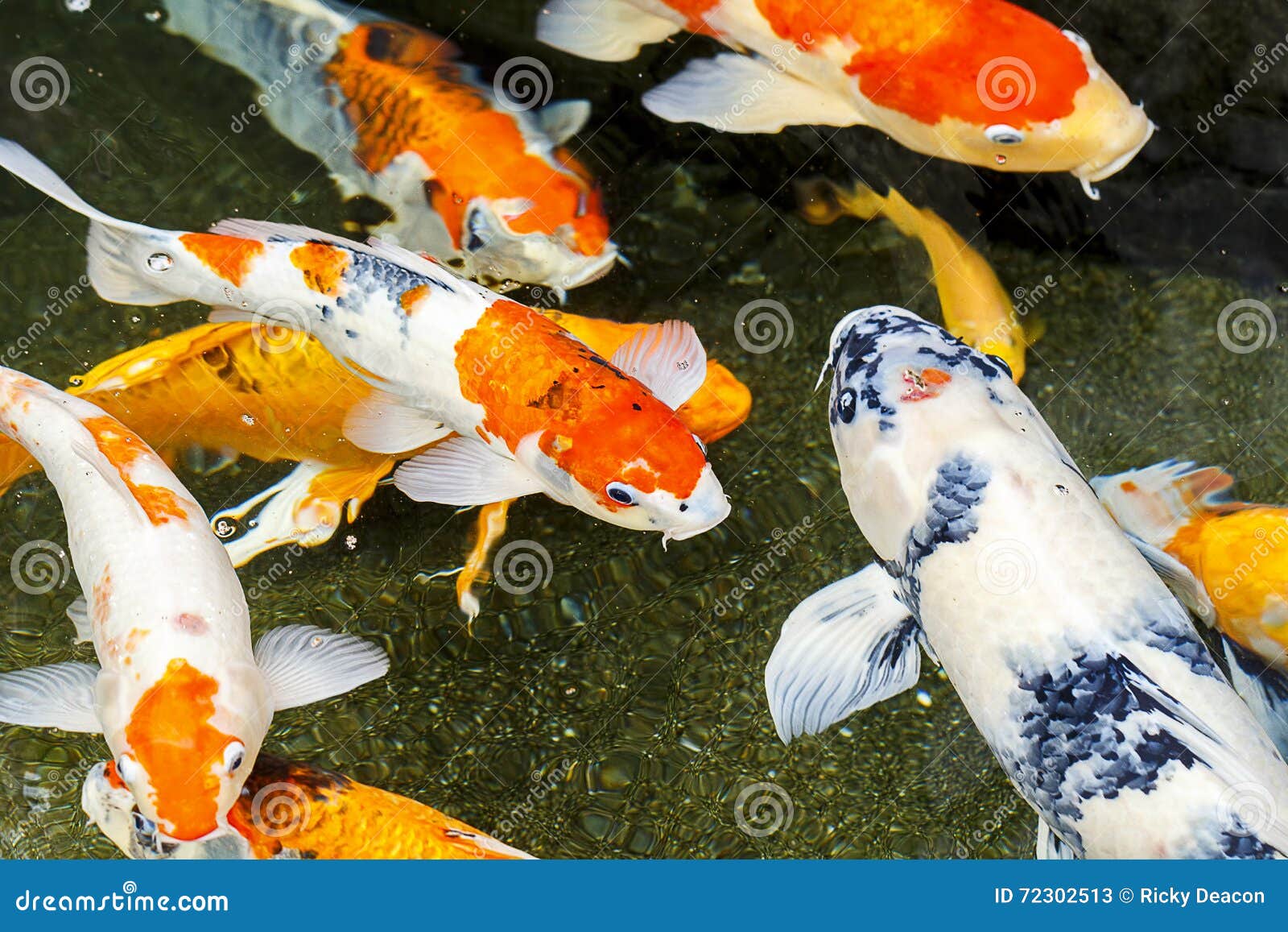 Koi Fish stock image. Image of fishes, colourful, marine - 72302513
