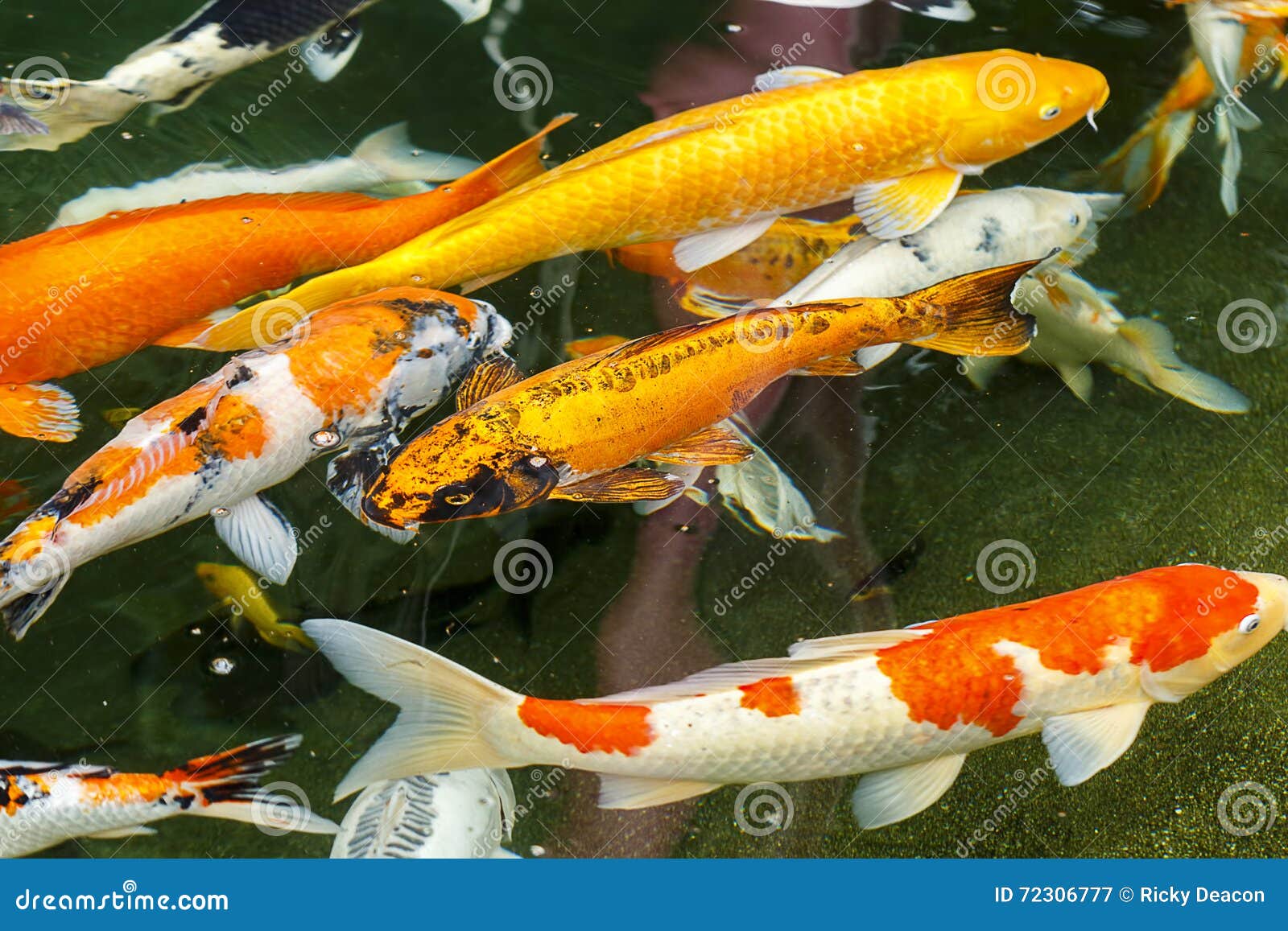 Koi Fish stock image. Image of fishes, outdoor, animal - 72306777