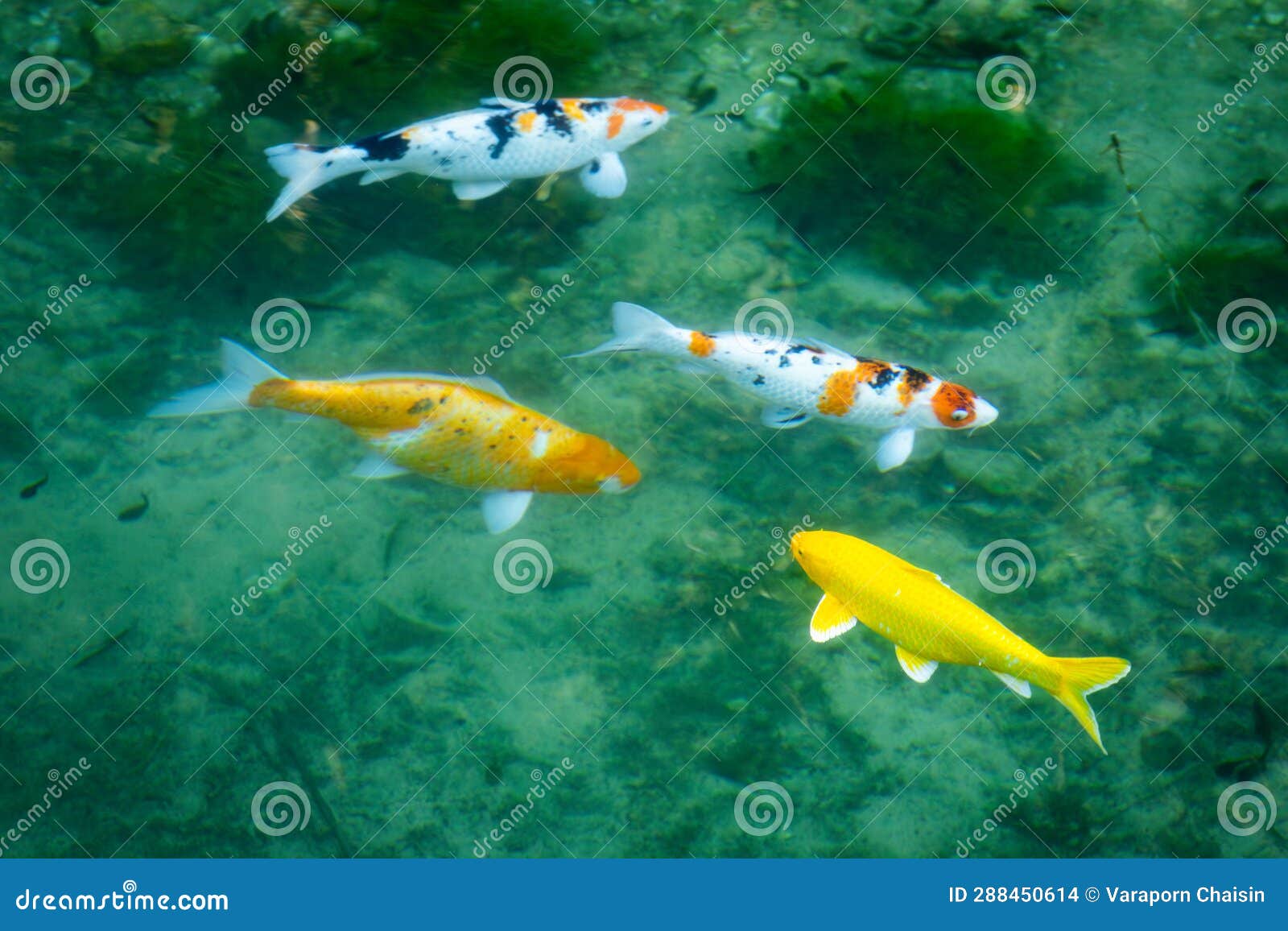 Koi fish in nature pond stock photo. Image of color - 288450614