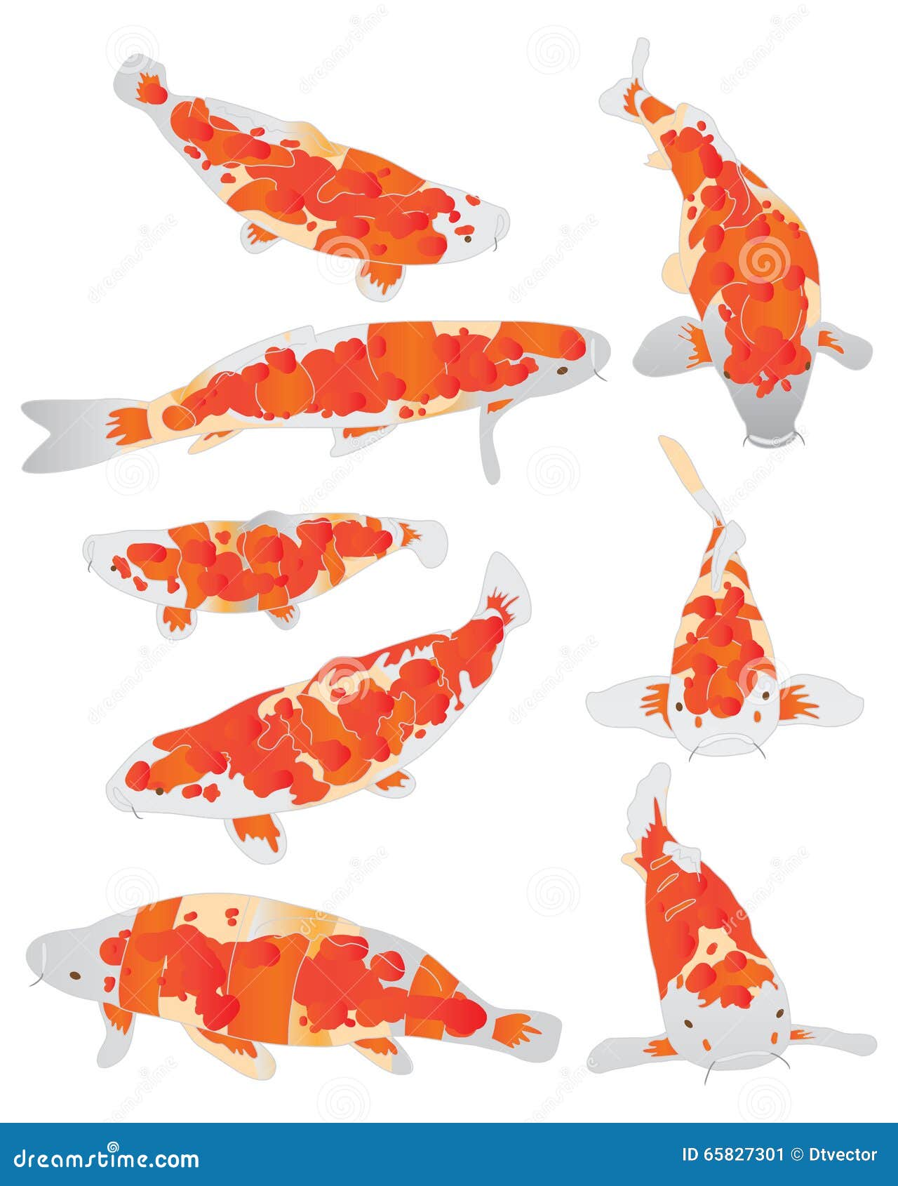 Koi Fish Drawing Color Orange
