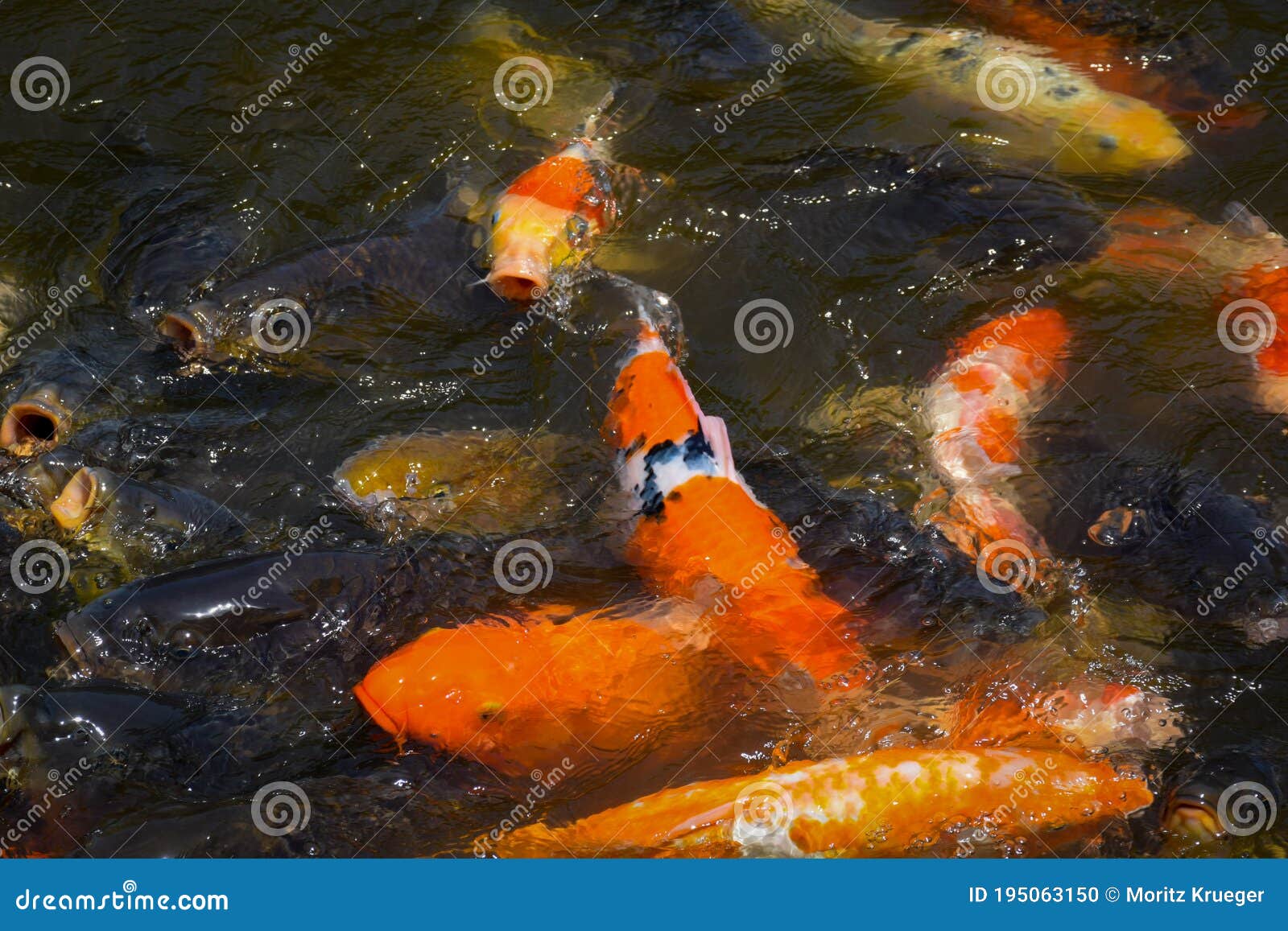 Koi Fish in Nara stock photo. Image of fish, pool, tradition - 195063150