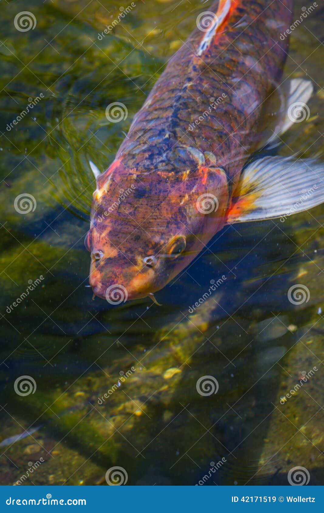 Koi fish stock image. Image of water, pond, wishing, fins - 42171519