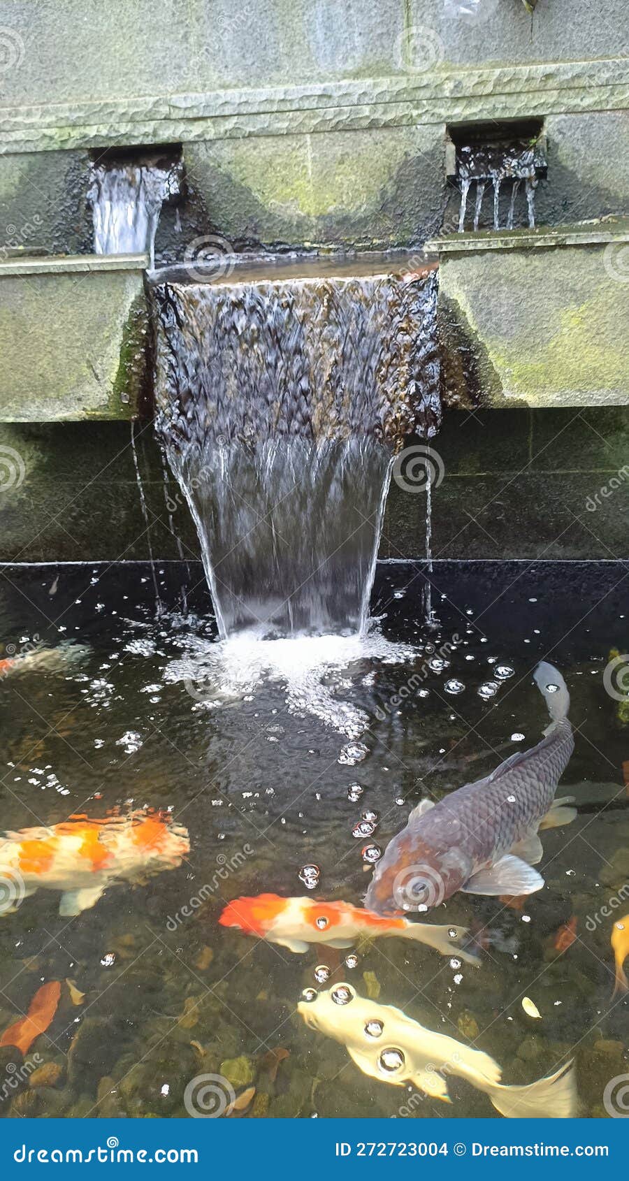 Koi Fish Pond Behind the House with a Mini Waterfall Stock Photo ...