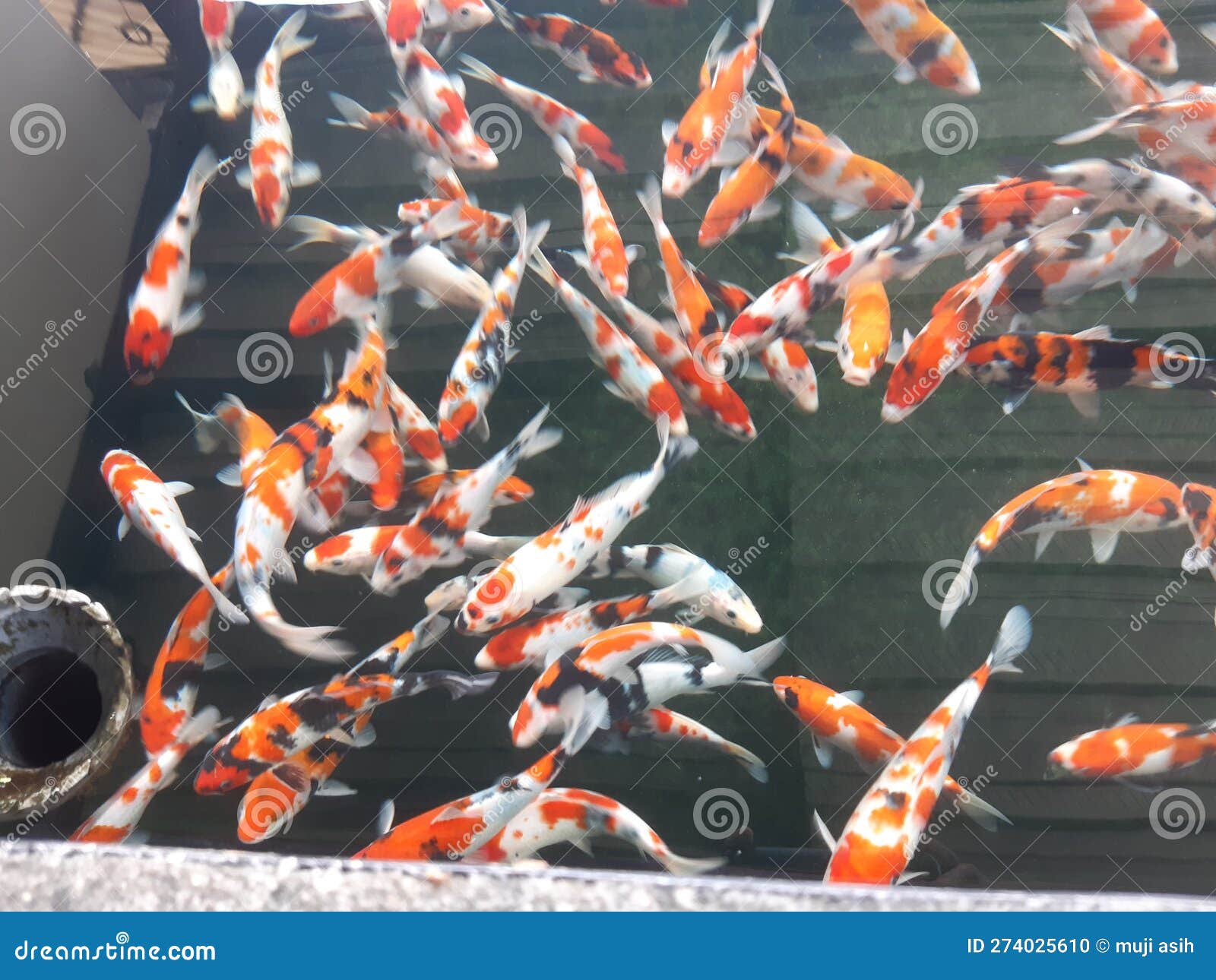 Koi fish pond in blitar stock photo. Image of blitar - 274025610