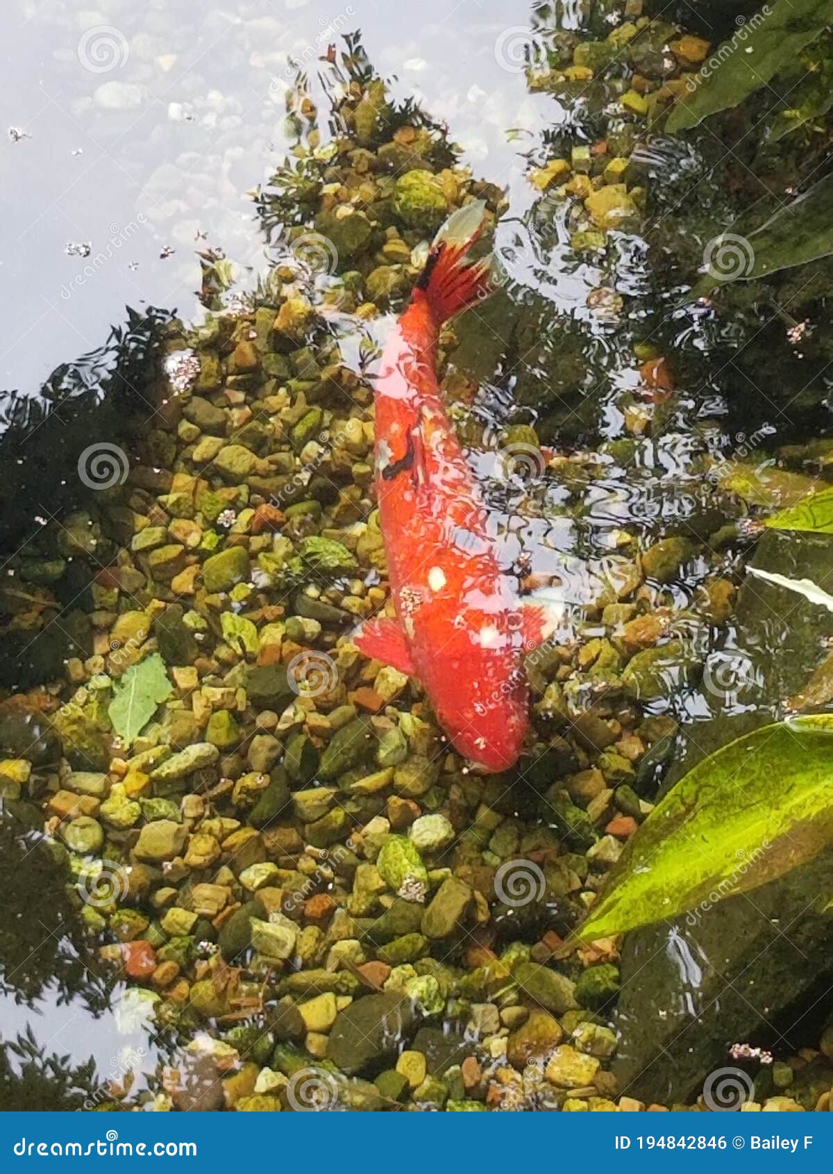 Koi fish pond 1 stock photo. Image of gardens, texas - 194842846