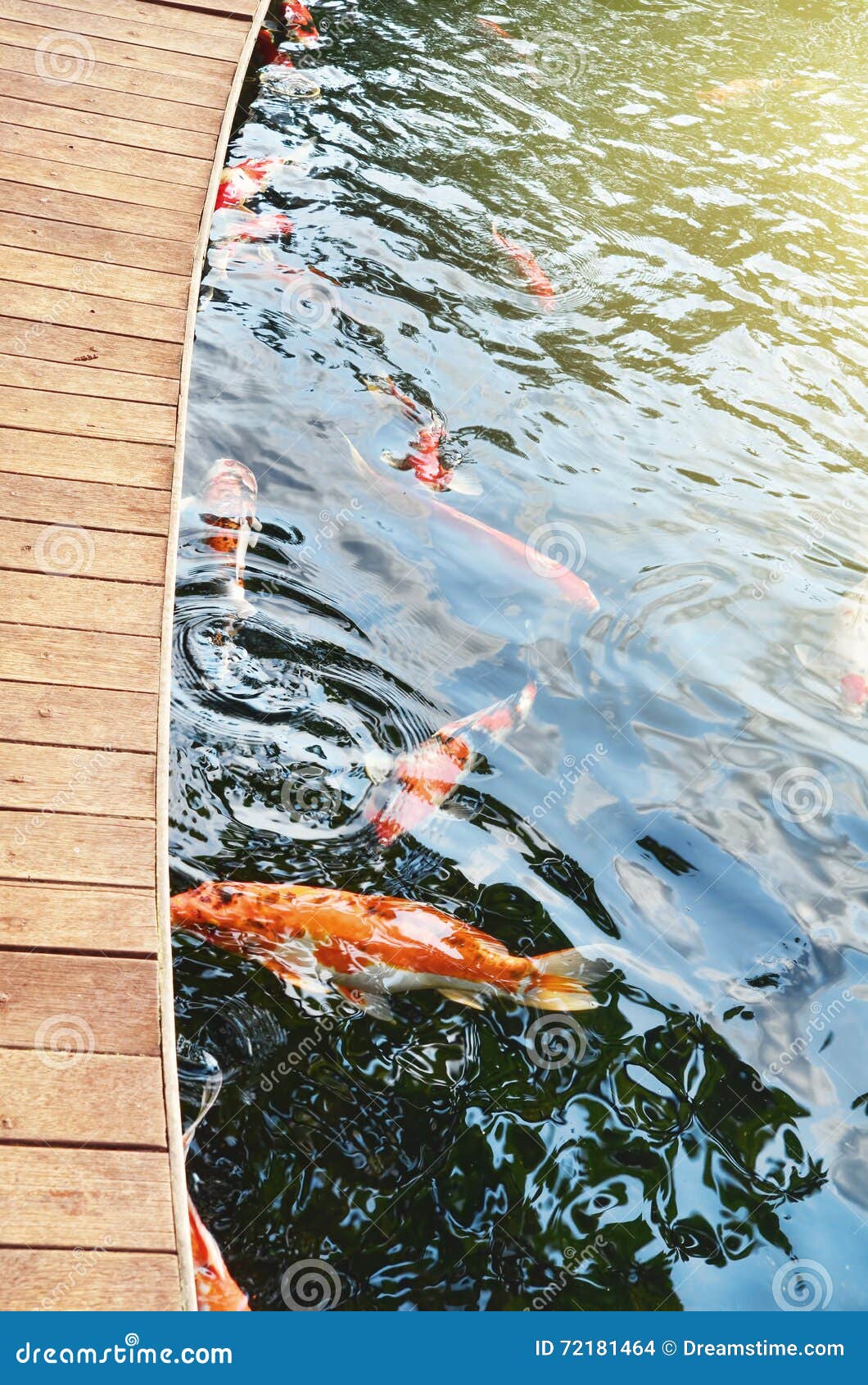 Koi Fish Pond Stock Photo | CartoonDealer.com #72181464