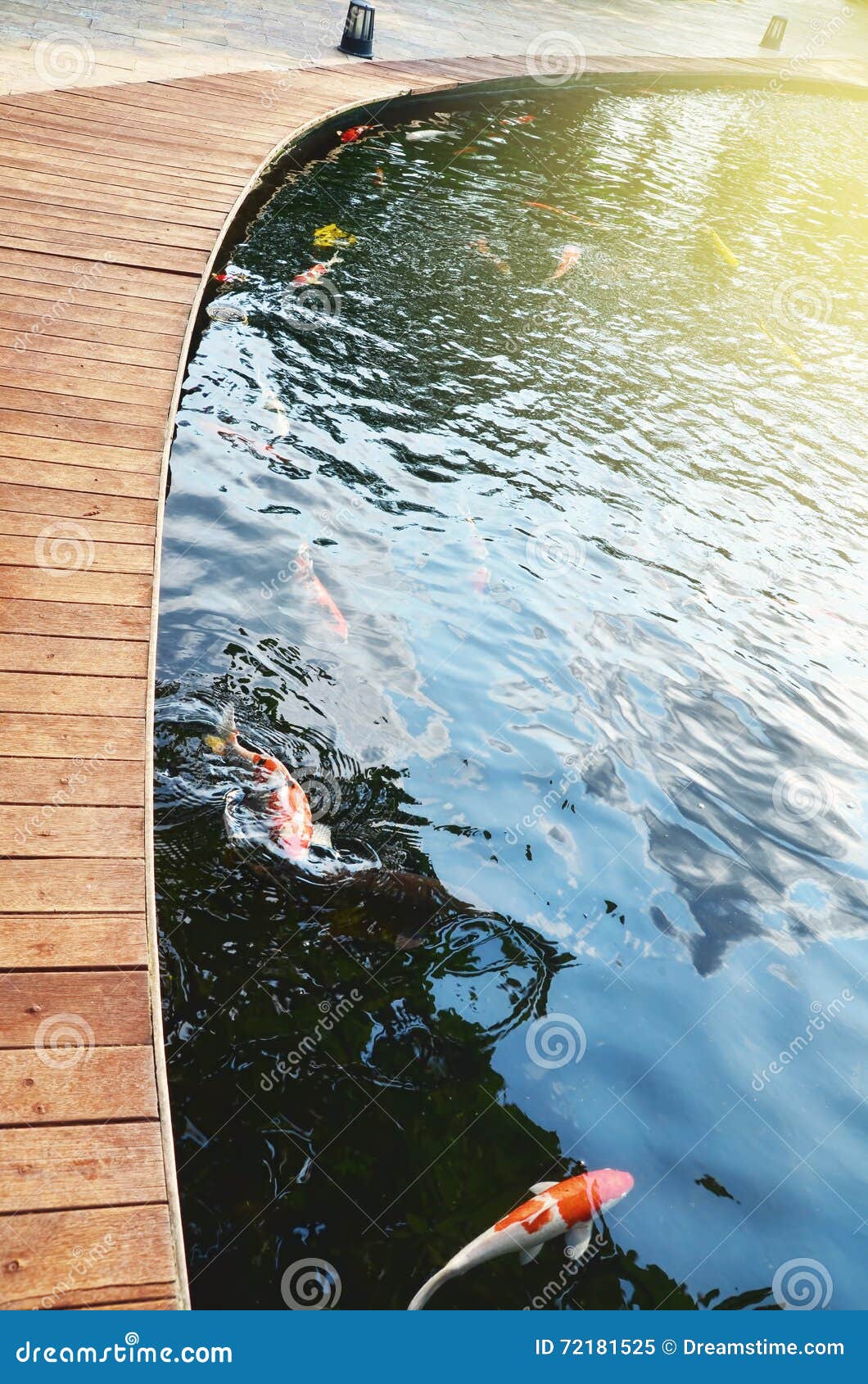 Koi Fish Pond Stock Image | CartoonDealer.com #72181525