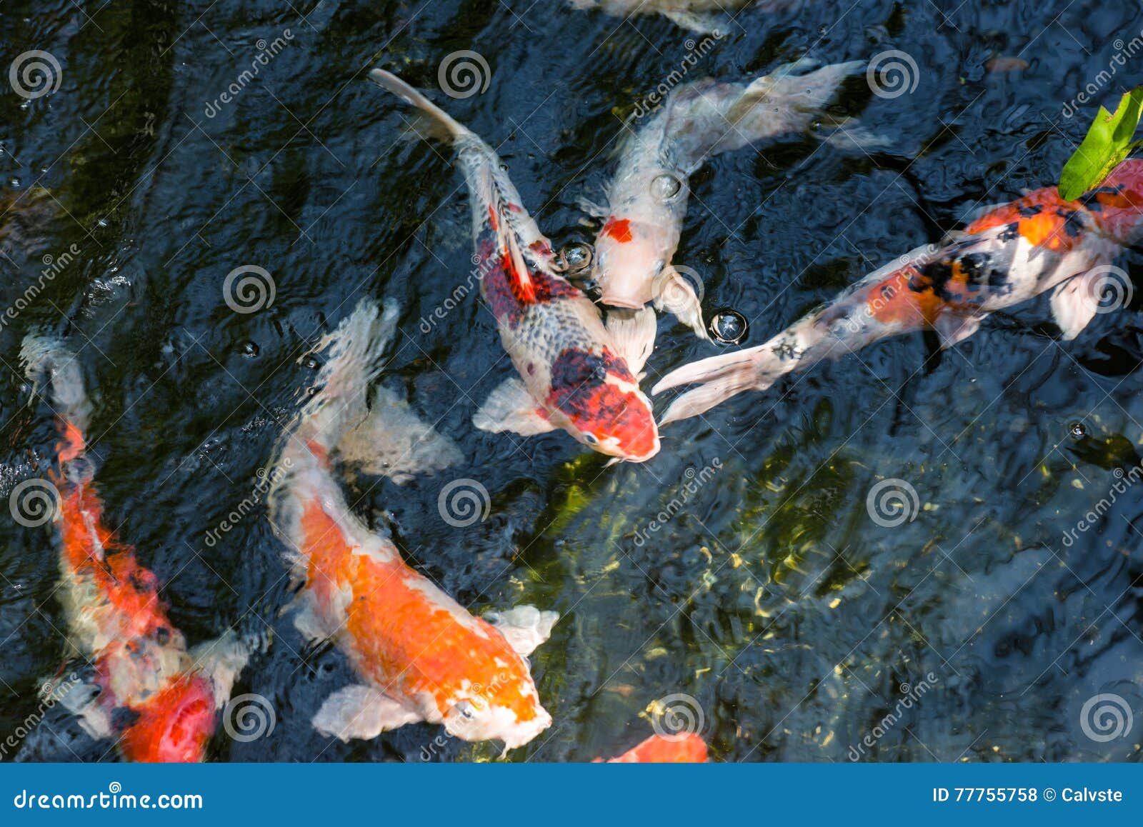Koi Fish in a Pond Close Up Stock Photo - Image of park, beautiful ...