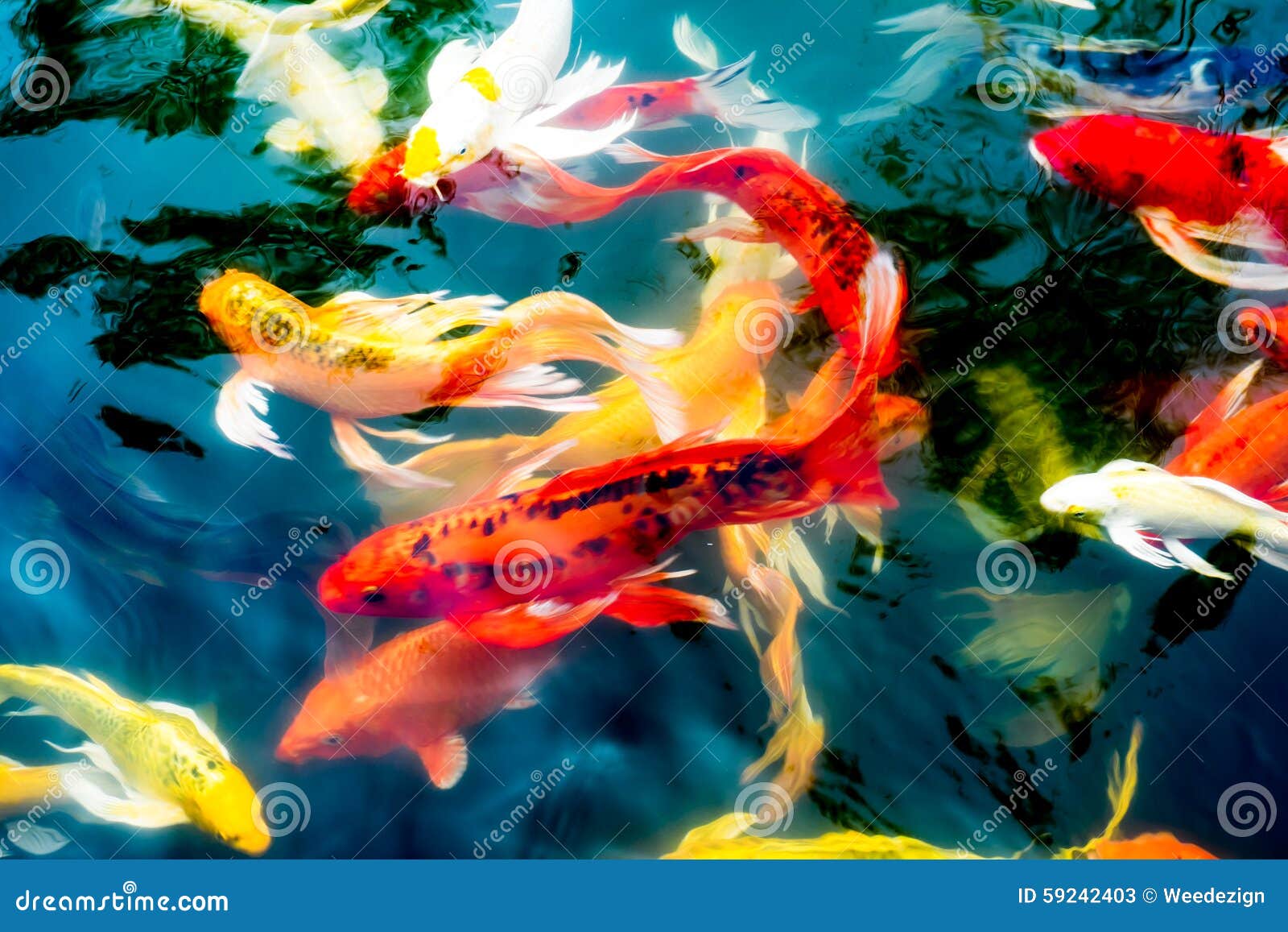 Koi Fish in Pond,colorful Natural Background Stock Image - Image of ...