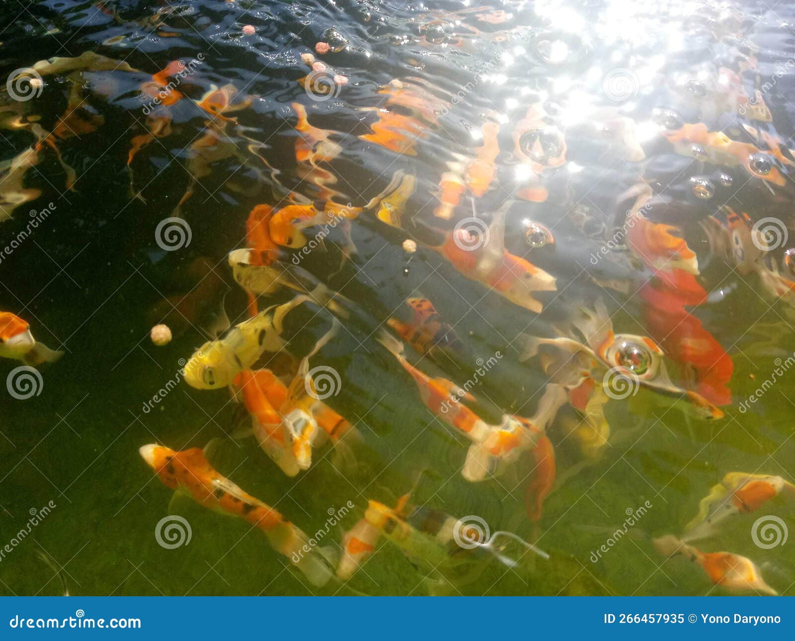 Koi fish pond stock image. Image of pond, house, front - 266457935