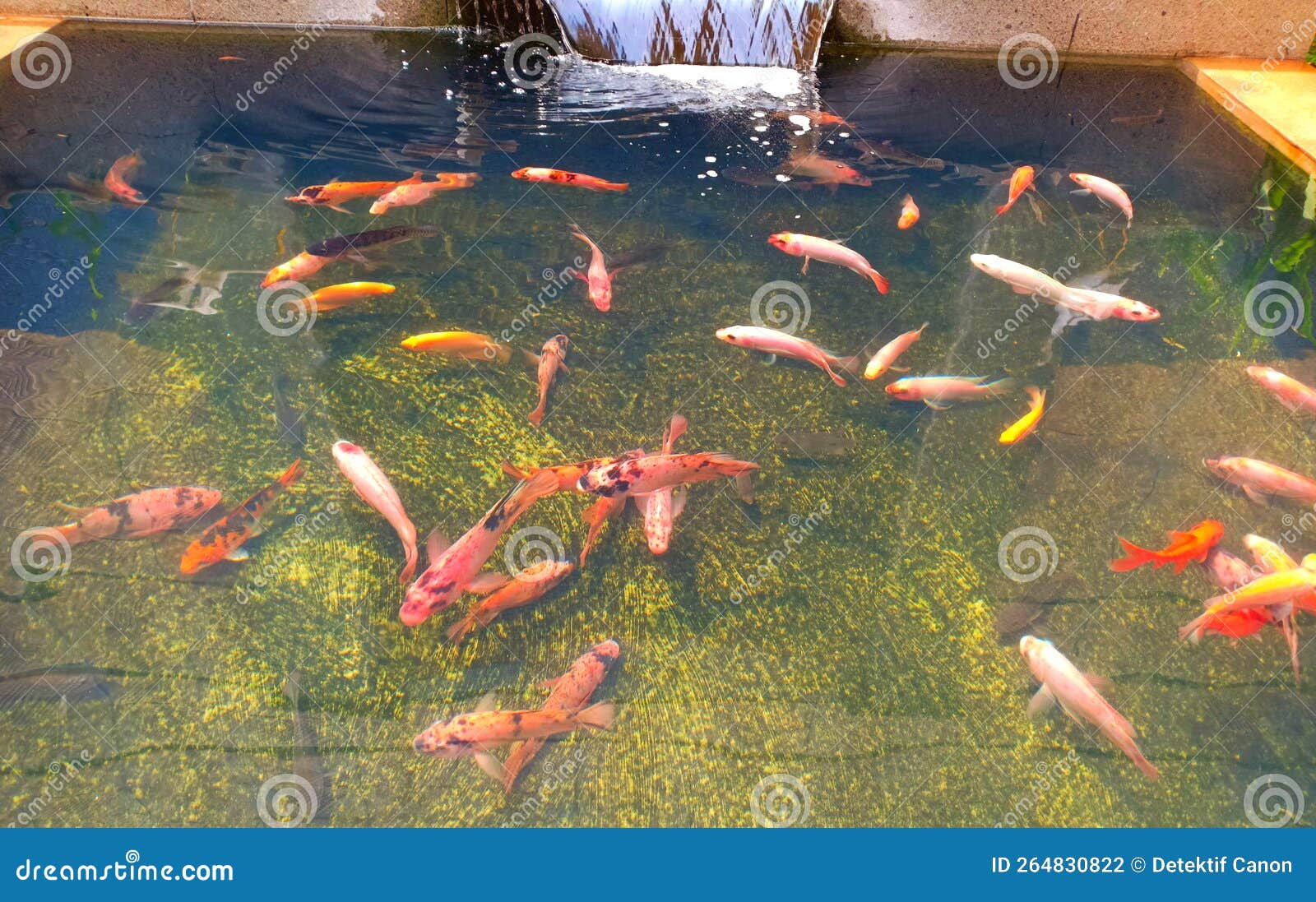 Koi Fish in the Pond in Front of the House Stock Photo - Image of house ...