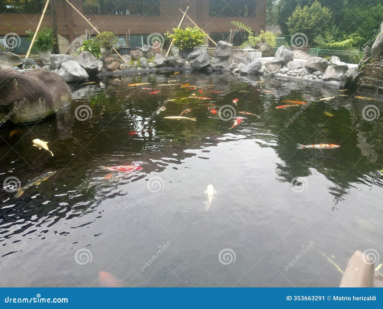 Koi Fish Pond in Front of the House with a Mountain Feel Stock Image ...