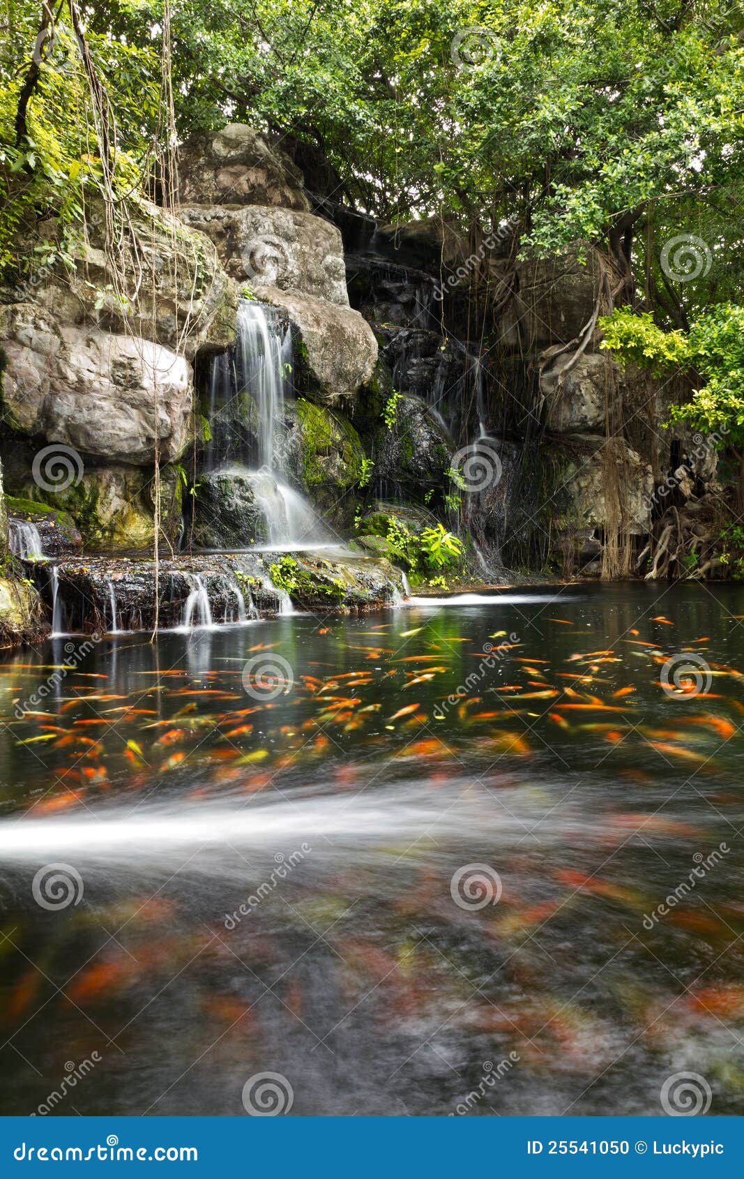 Koi Fish in Pond at the Garden with a Waterfall Stock Photo - Image of ...