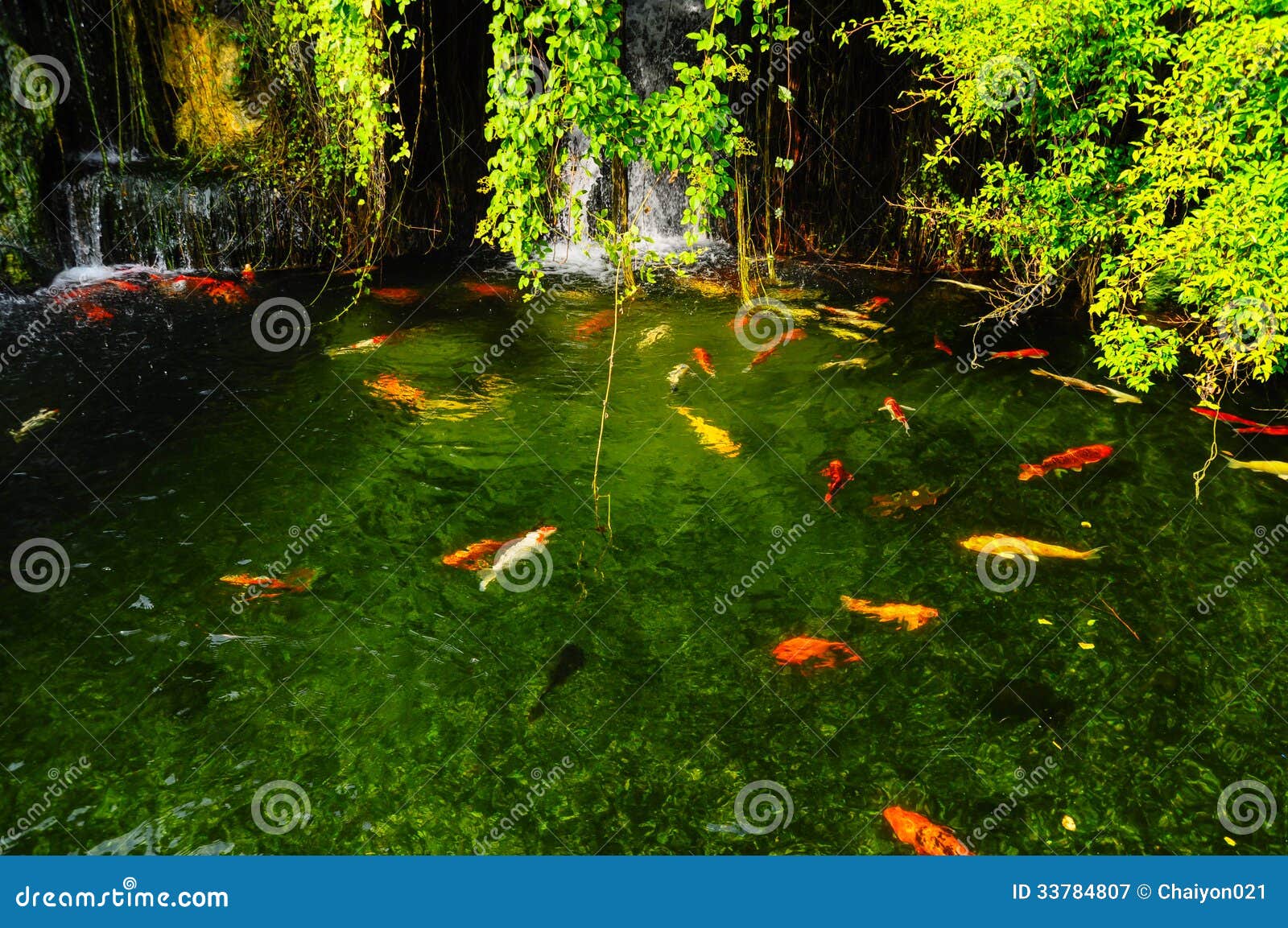 Koi fish in pond stock image. Image of waterfall, orange - 33784807