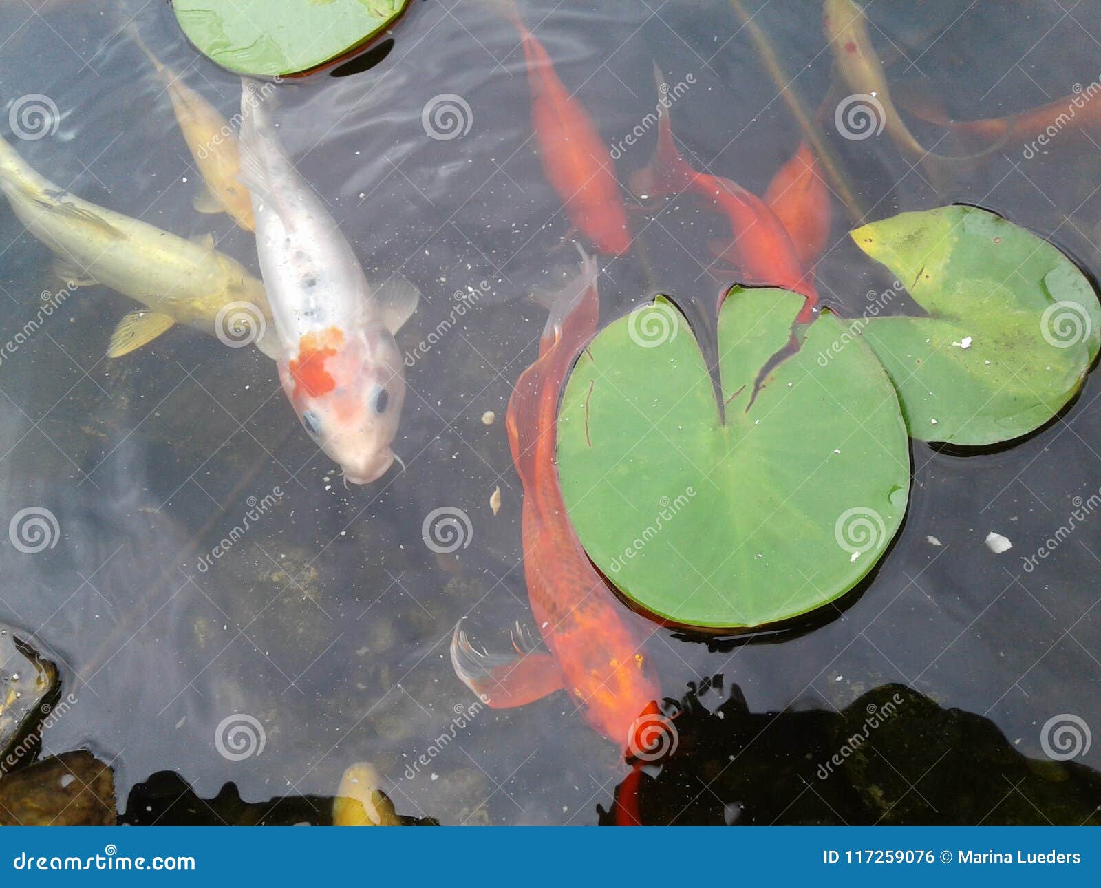 Koi fish pond lily pads stock photo. Image of pond, fish - 117259076