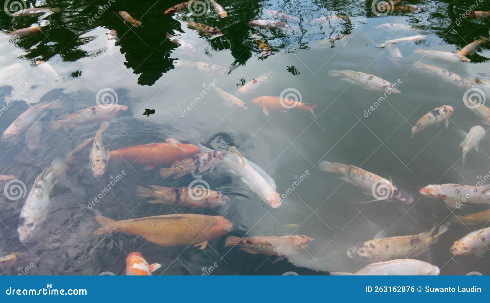 Koi fish pond stock photo. Image of leaf, fountain, tree - 263162876