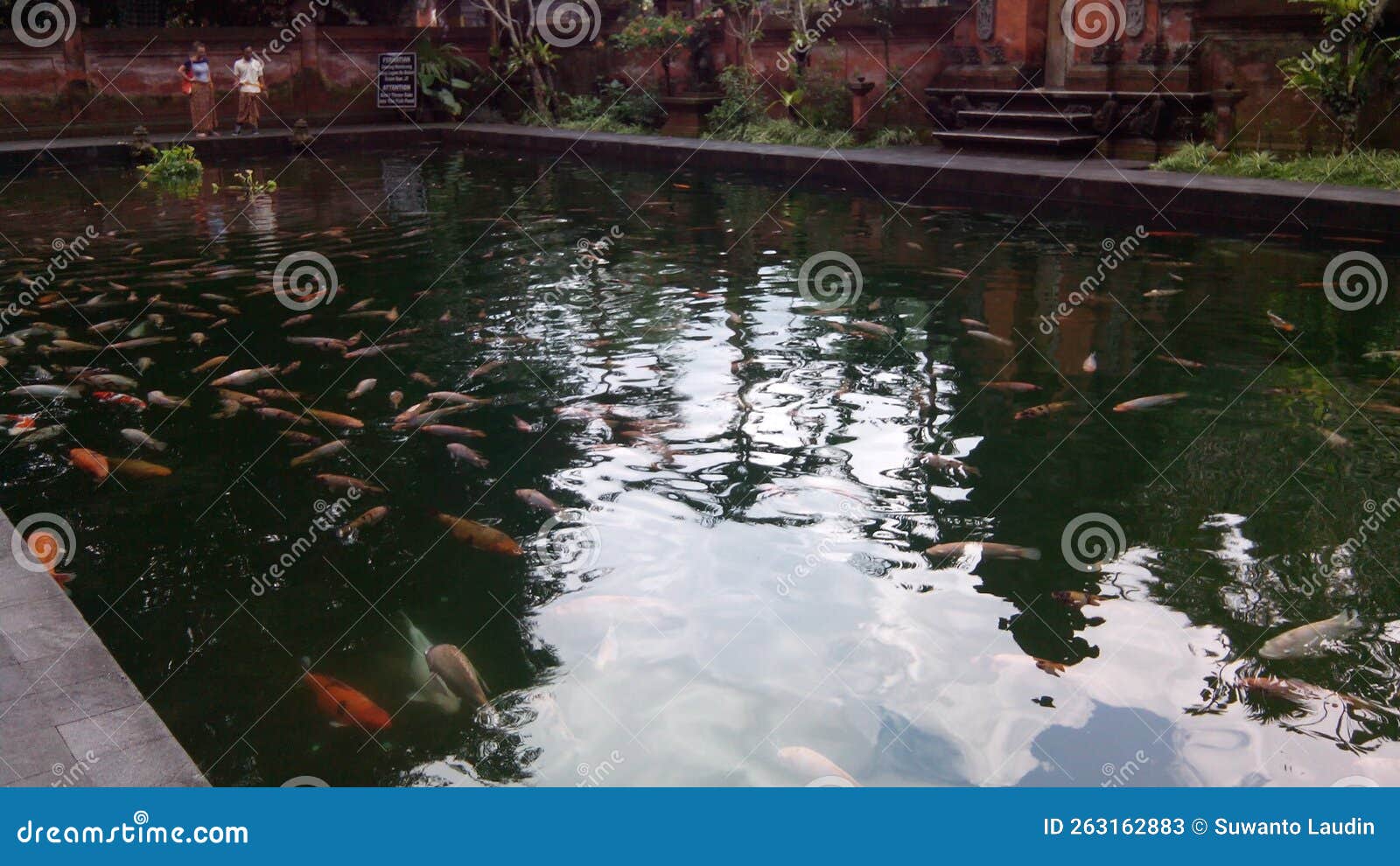 Koi fish pond stock image. Image of pond, stream, waterway - 263162883