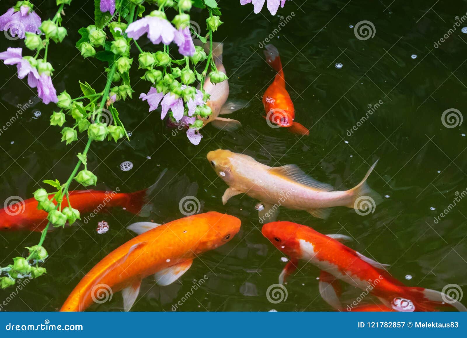 Koi Carp Pond