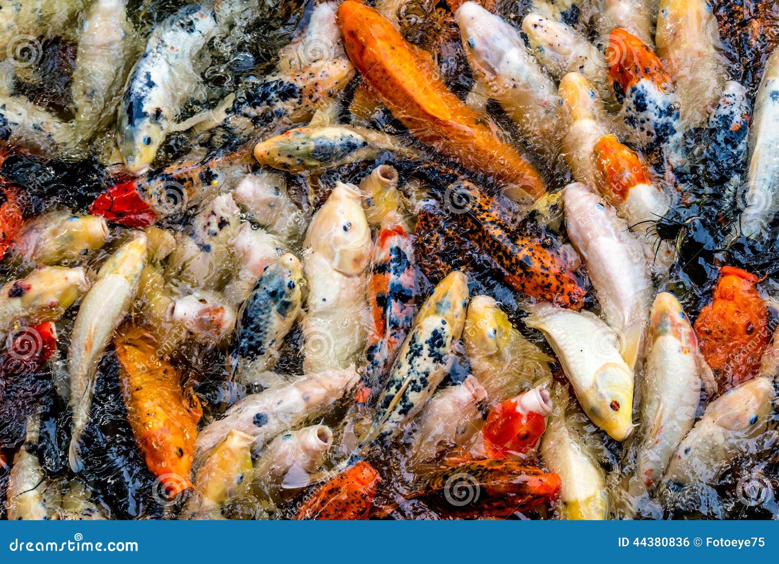 Koi fish in a pond / river stock photo. Image of life - 44380836