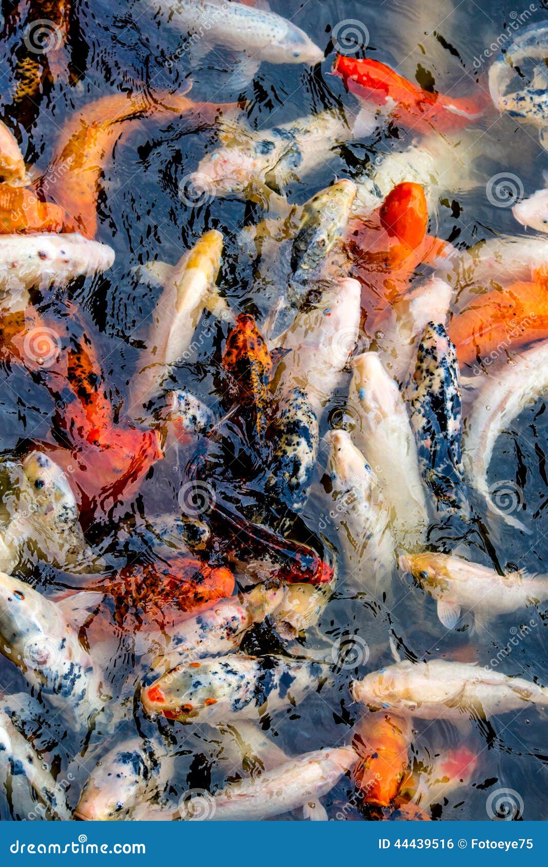 Koi fish in a pond / river stock photo. Image of swimming - 44439516