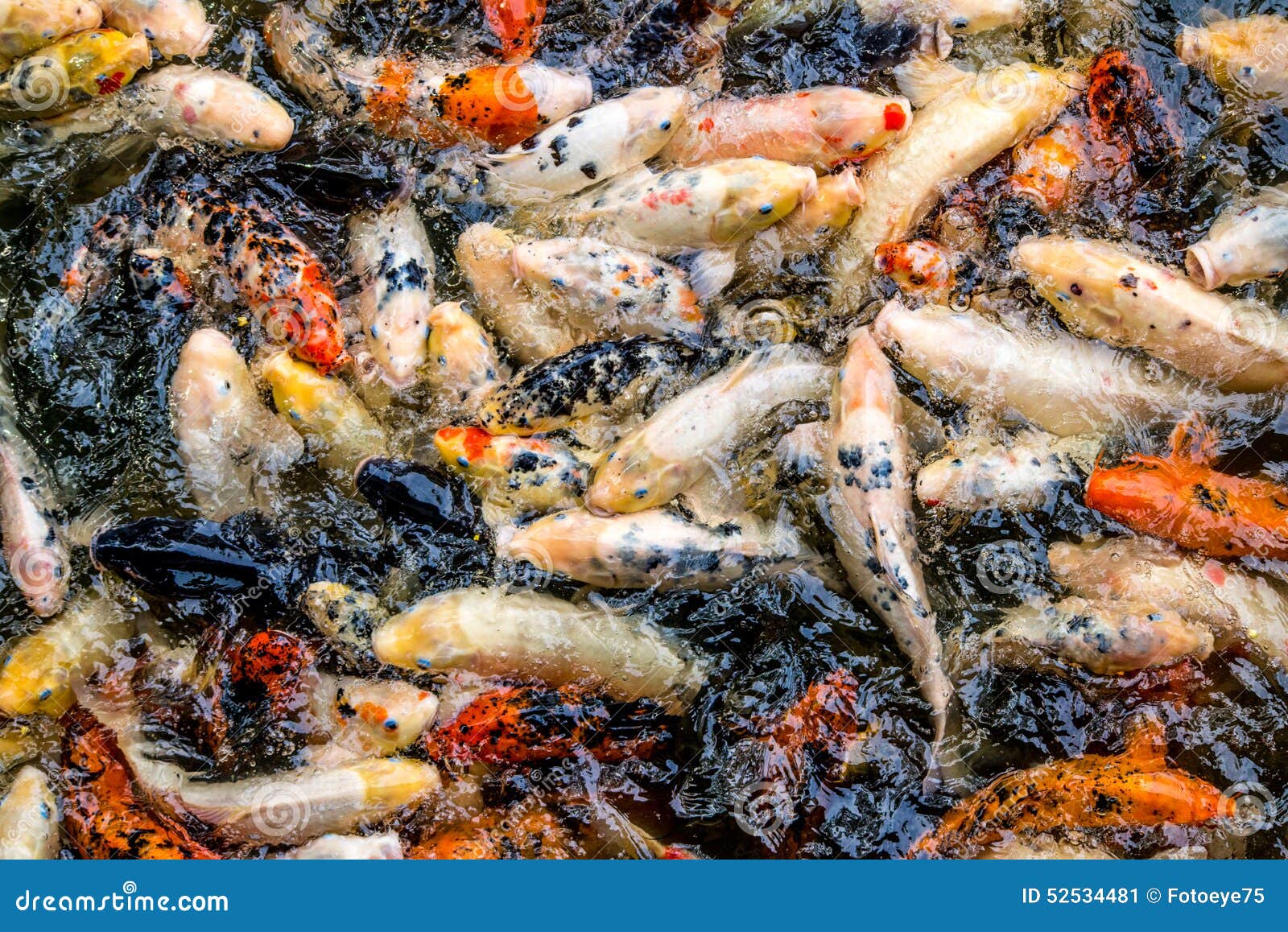 Koi fish in a pond / river stock image. Image of habitat - 52534481