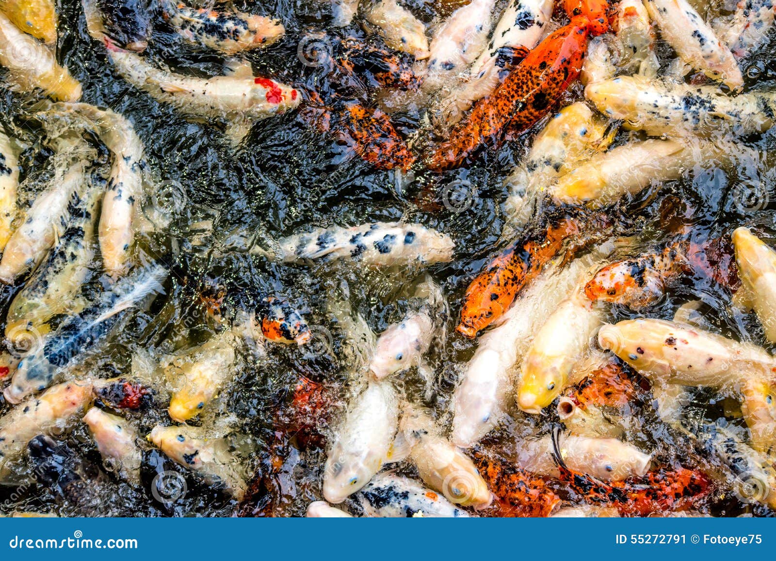 Koi fish in a pond / river stock image. Image of stream - 55272791