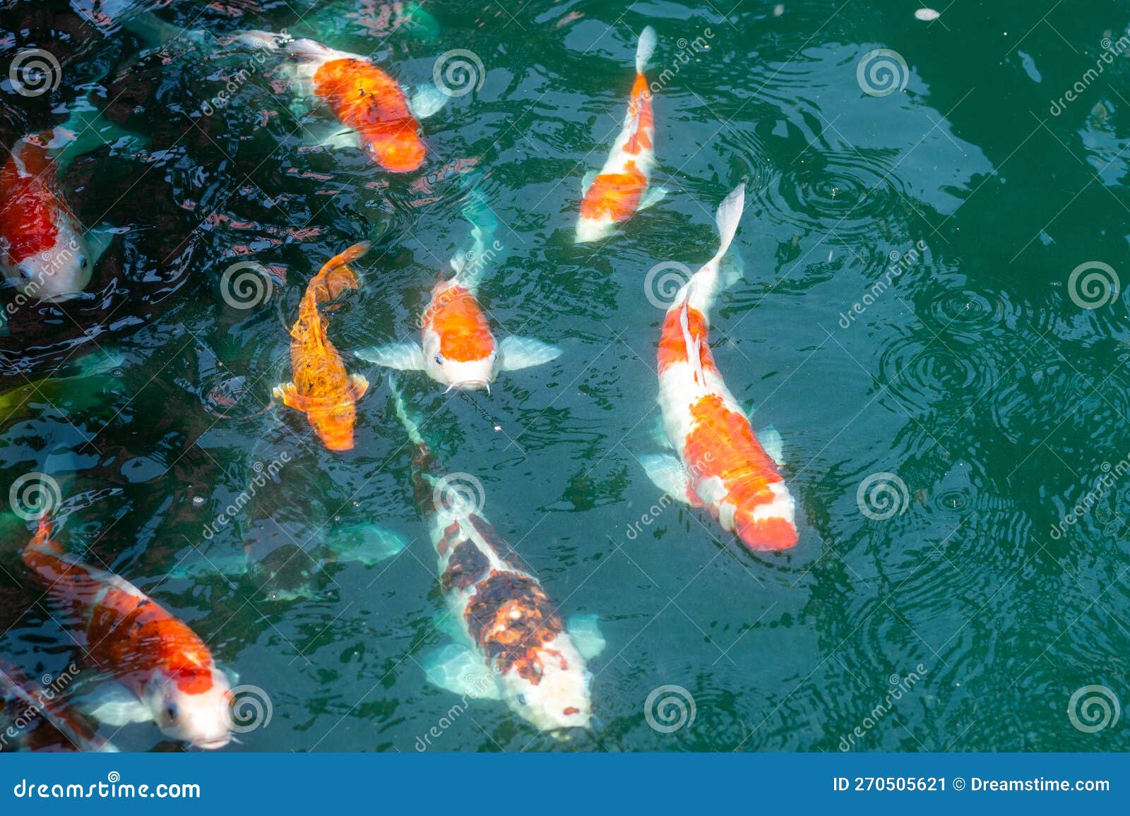 Koi fish in pond stock image. Image of fish, asia, relaxation - 270505621