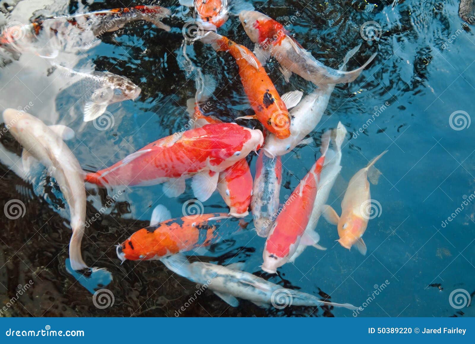 Koi Fish in Pond stock photo. Image of looking, view - 50389220