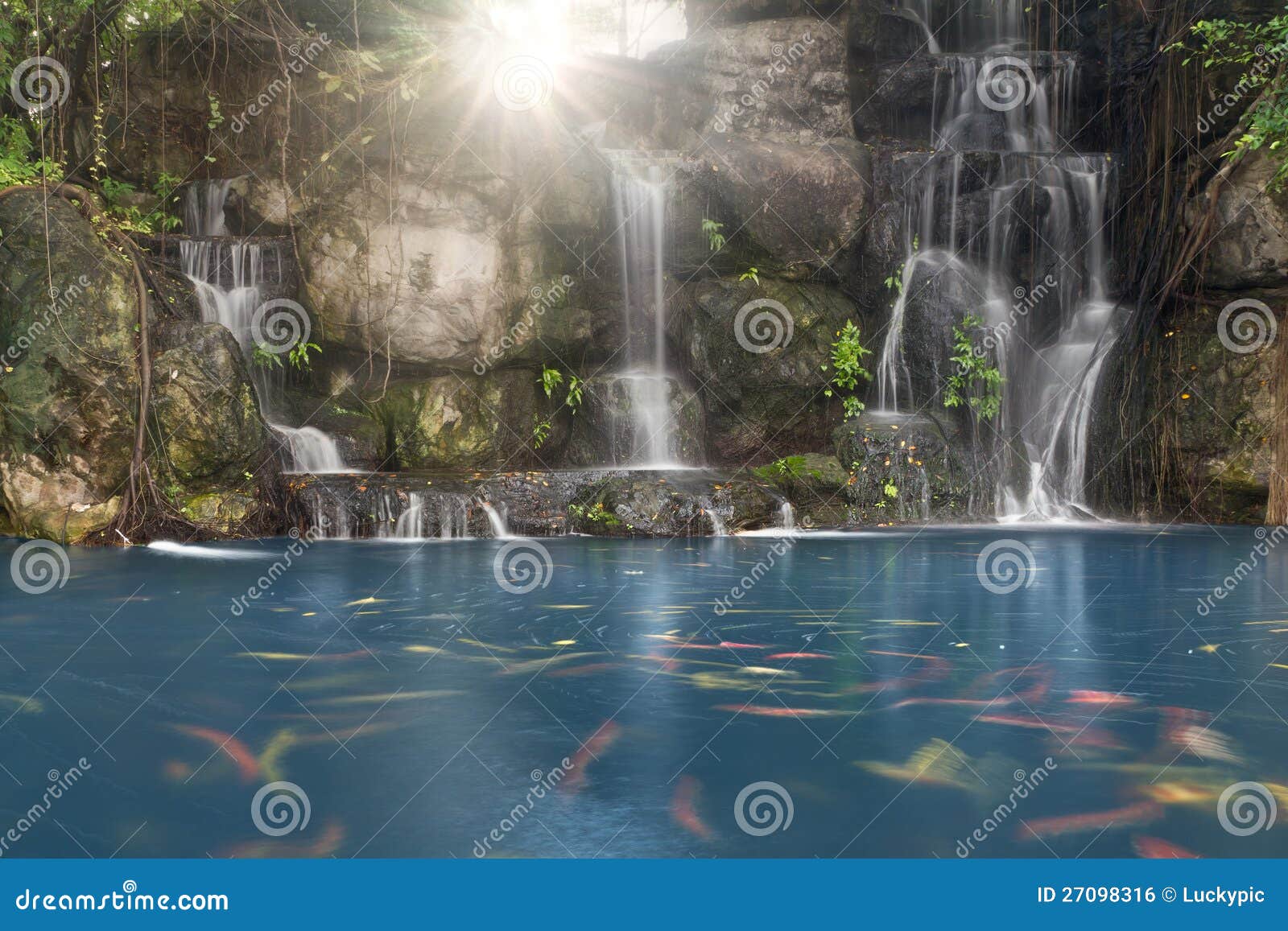 Koi Fish In Waterfall Pond At Japanese Garden Royalty-Free Stock ...