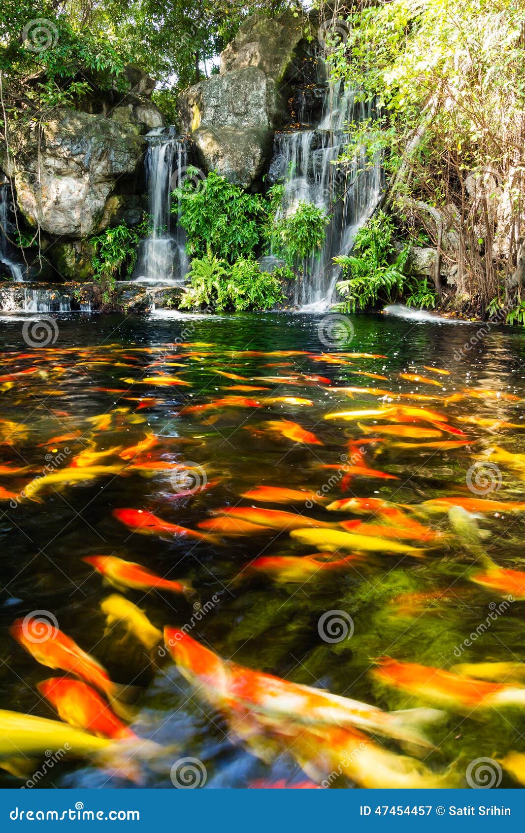 Koi Fish in Pond with Waterfall Stock Image - Image of carp, meditation ...