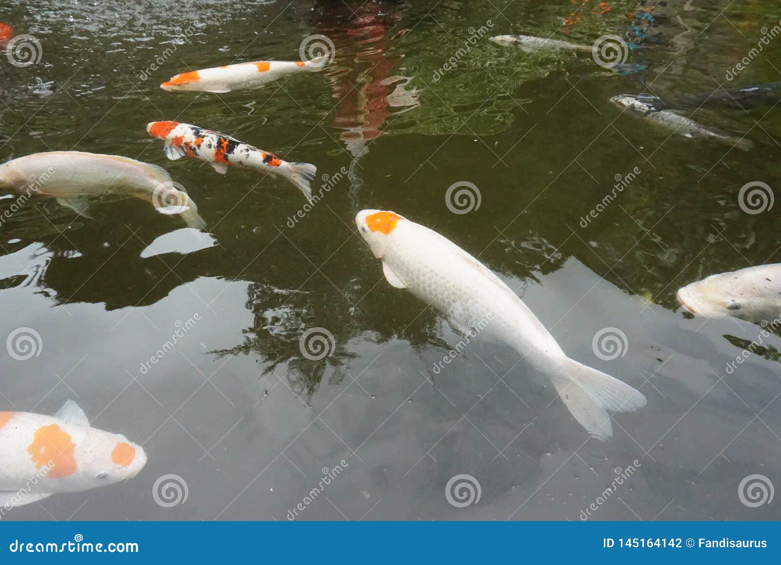 Koi fish in the fish pond stock photo. Image of garden - 145164142