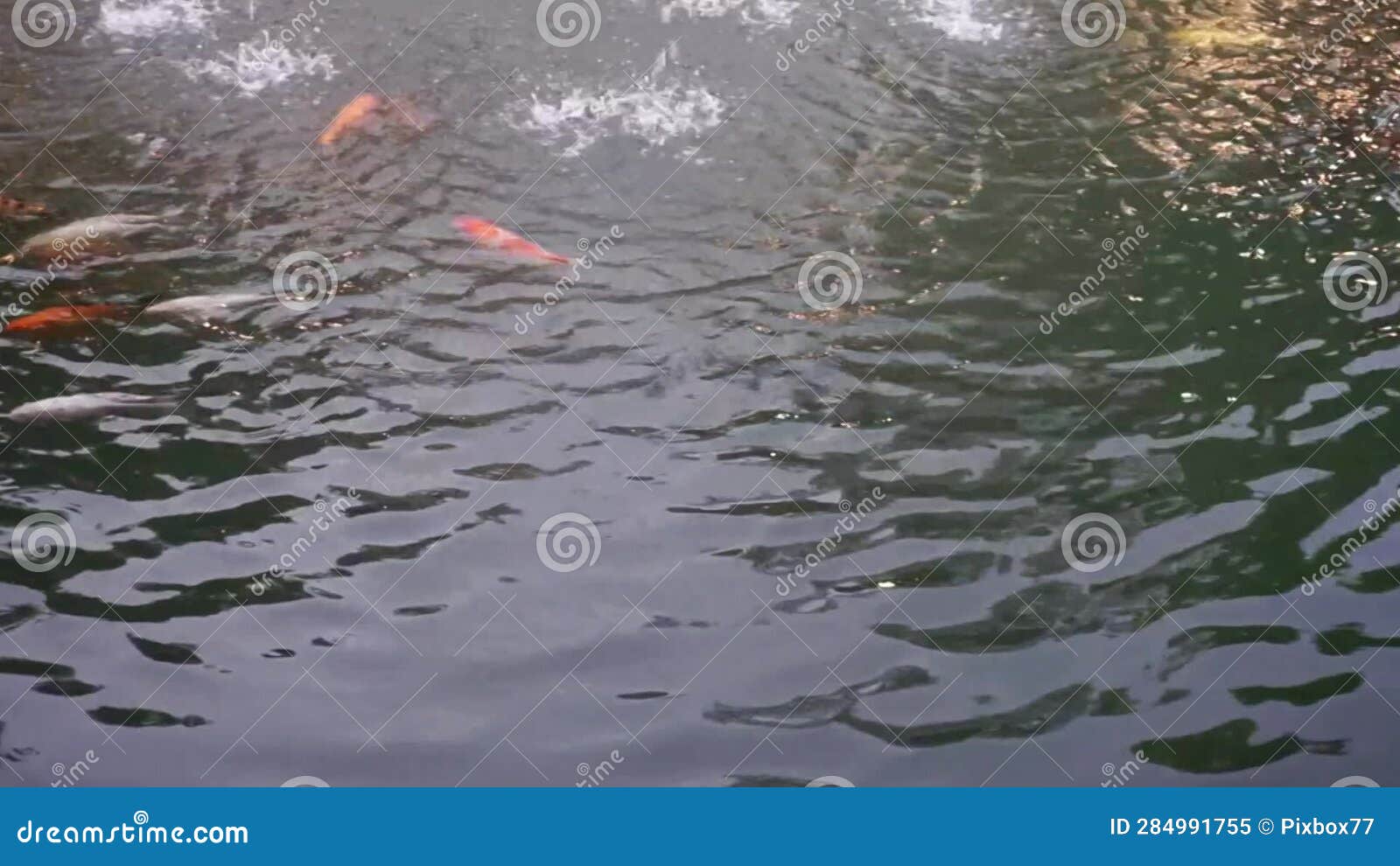 Koi Fish in Pool with Fountains Stock Video - Video of beautiful, fish ...