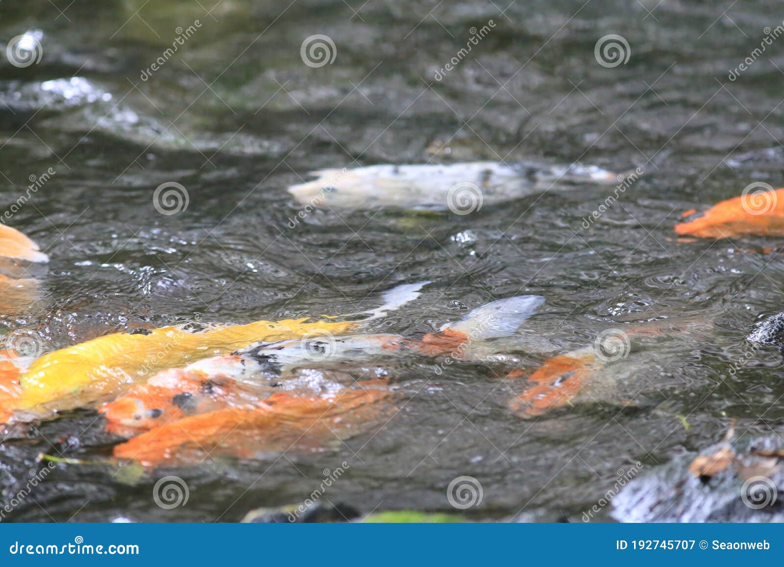 A Koi Fish. at the Pool with Nature Park Stock Image - Image of orange ...