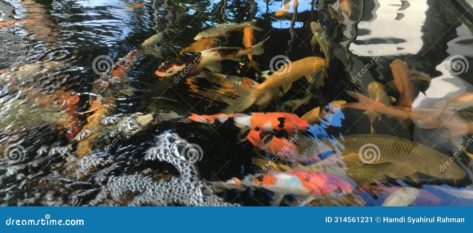 Koi Fish Pool Panorama Varity Stock Image - Image of panorama, pool ...